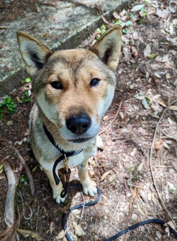 人懐こいサツキくん徳島県 犬の里親募集 480111 2枚目の画像 ペットのおうち里親決定25万頭