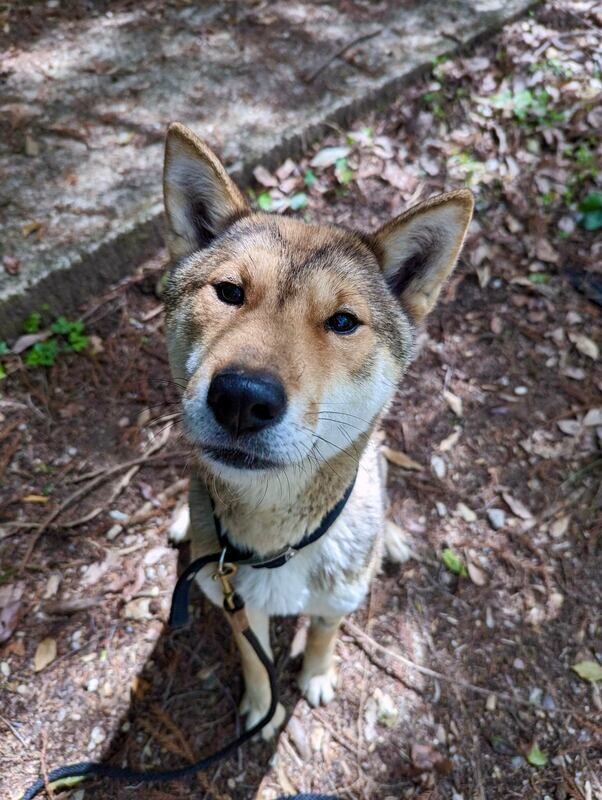 人懐こいサツキくん徳島県 犬の里親募集 480111 3枚目の画像 ペットのおうち里親決定25万頭