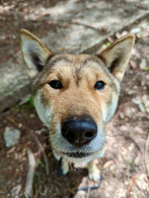 人懐こいサツキくん徳島県 犬の里親募集 480111 4枚目の画像 ペットのおうち里親決定25万頭