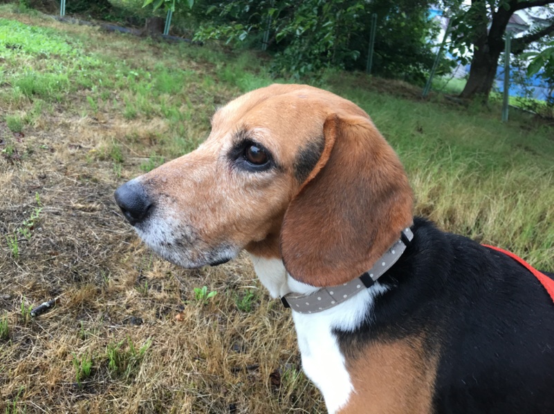 「元気なビーグル ゴン太君」福島県 - 犬の里親募集(112337) 6枚目の画像 :: ペットのおうち【里親決定25万頭！】