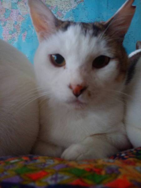 「ポー、里親さま決定！あり...」宮城県 - 猫の里親募集(205094) 3枚目の画像 :: ペットのおうち【里親決定25万頭！】