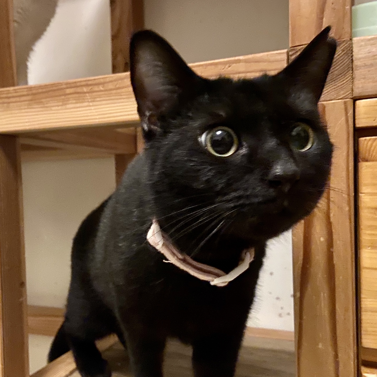 「ねこの譲渡会@お台場ヴィ...」（みなとねこ(東京都港区周辺で活動する非営利の保護猫ボランティア団体)のイベント #9400） :: ペット ...