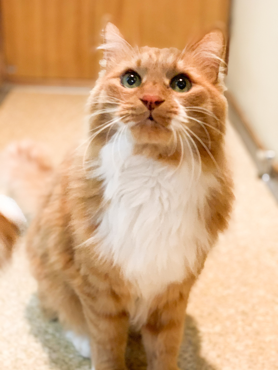 「茶トラ（12歳♂）の兄弟...」東京都 - 猫の里親募集(299866) :: ペットのおうち【月間利用者150万人！】