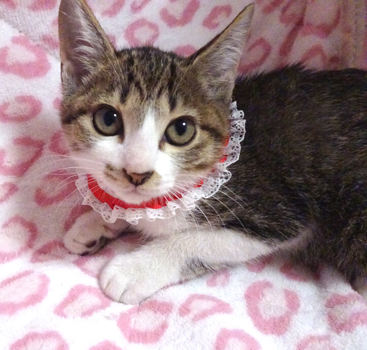 「びびりで穏やか★円花(ま...」東京都 - 猫の里親募集(333380) :: ペットのおうち【里親決定25万頭！】