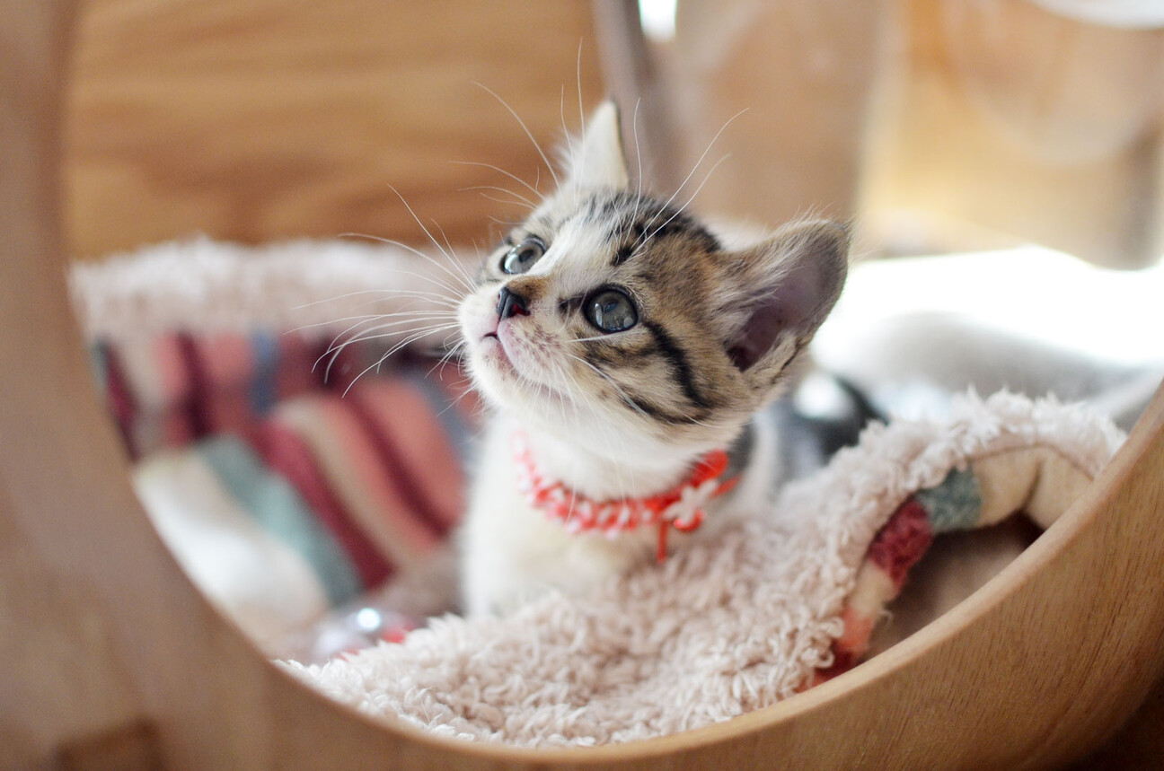 「ミルク育ちの甘えん坊女子...」福岡県 - 猫の里親募集(339243) 5枚目の画像 :: ペットのおうち【里親決定25万頭！】