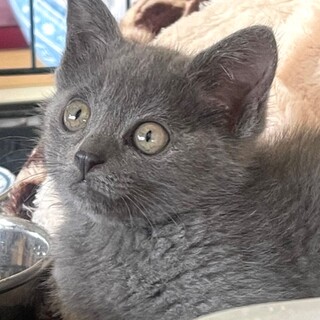 「cat-1051 グレー...」滋賀県 - 猫の里親募集(368258) :: ペットのおうち【里親決定25万頭！】