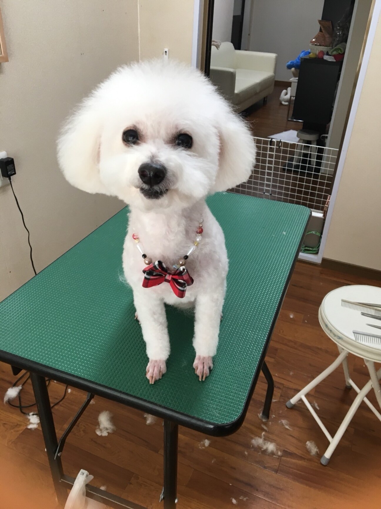 「ビションプー」千葉県 - 犬の里親募集(391805) 2枚目の画像 :: ペットのおうち【里親決定25万頭！】