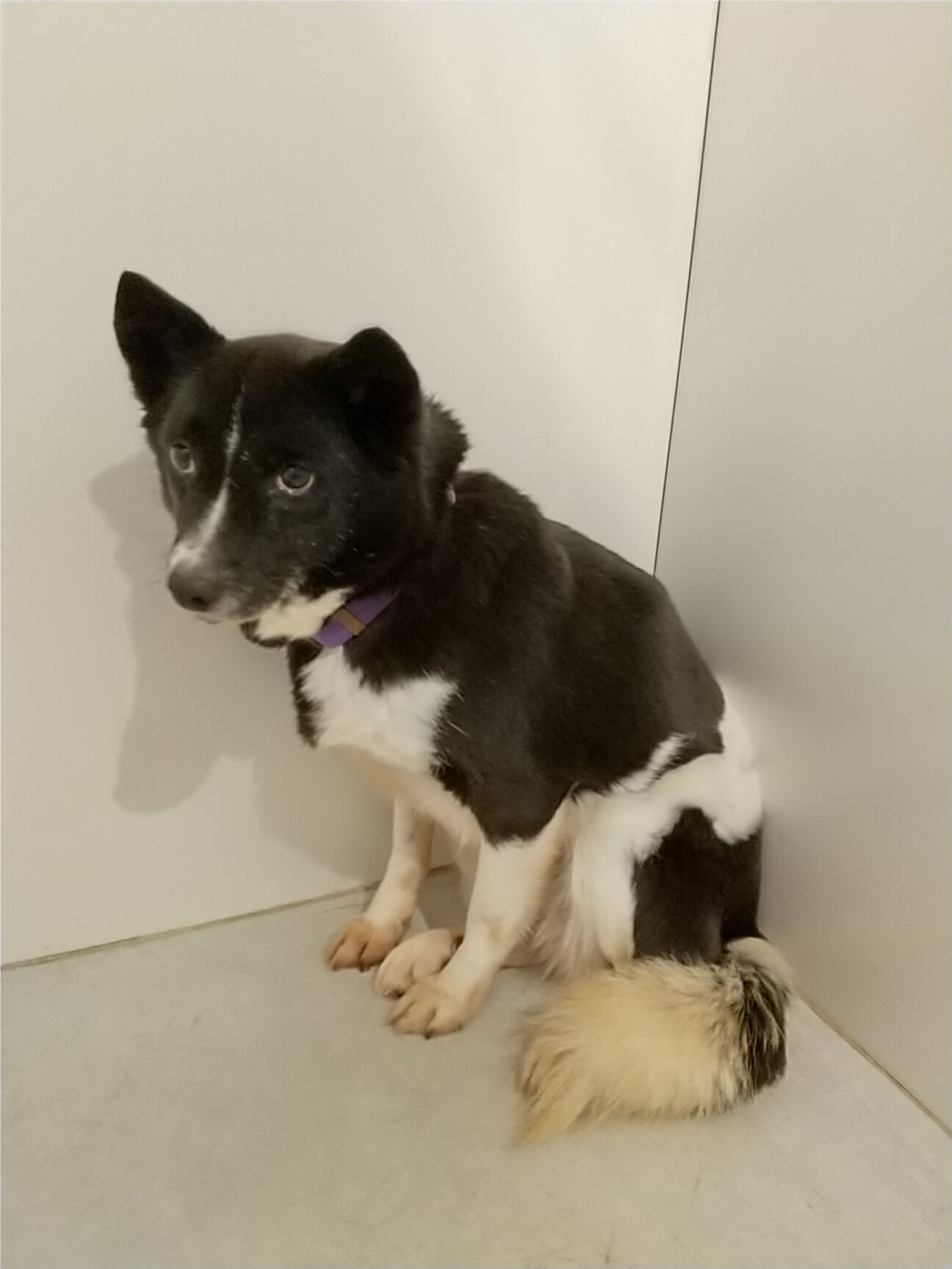 「ウシさんカラーの上目遣い...」東京都 - 犬の里親募集(402048) :: ペットのおうち【里親決定28万頭！】