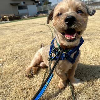 犬の里親募集情報（14ページ目） :: ペットのおうち【月間利用者150万人！】