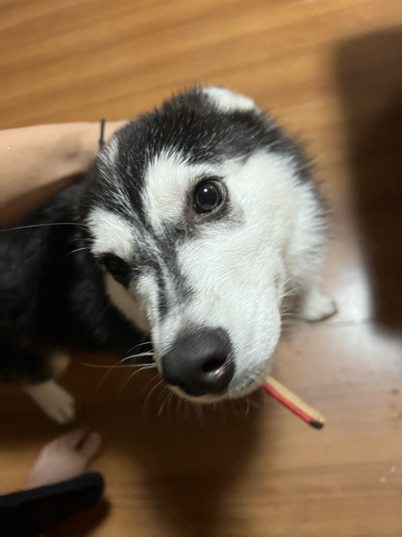 「シベリアンハスキー 4ヶ月」千葉県 - 犬の里親募集(426987) :: ペットのおうち【里親決定27万頭！】