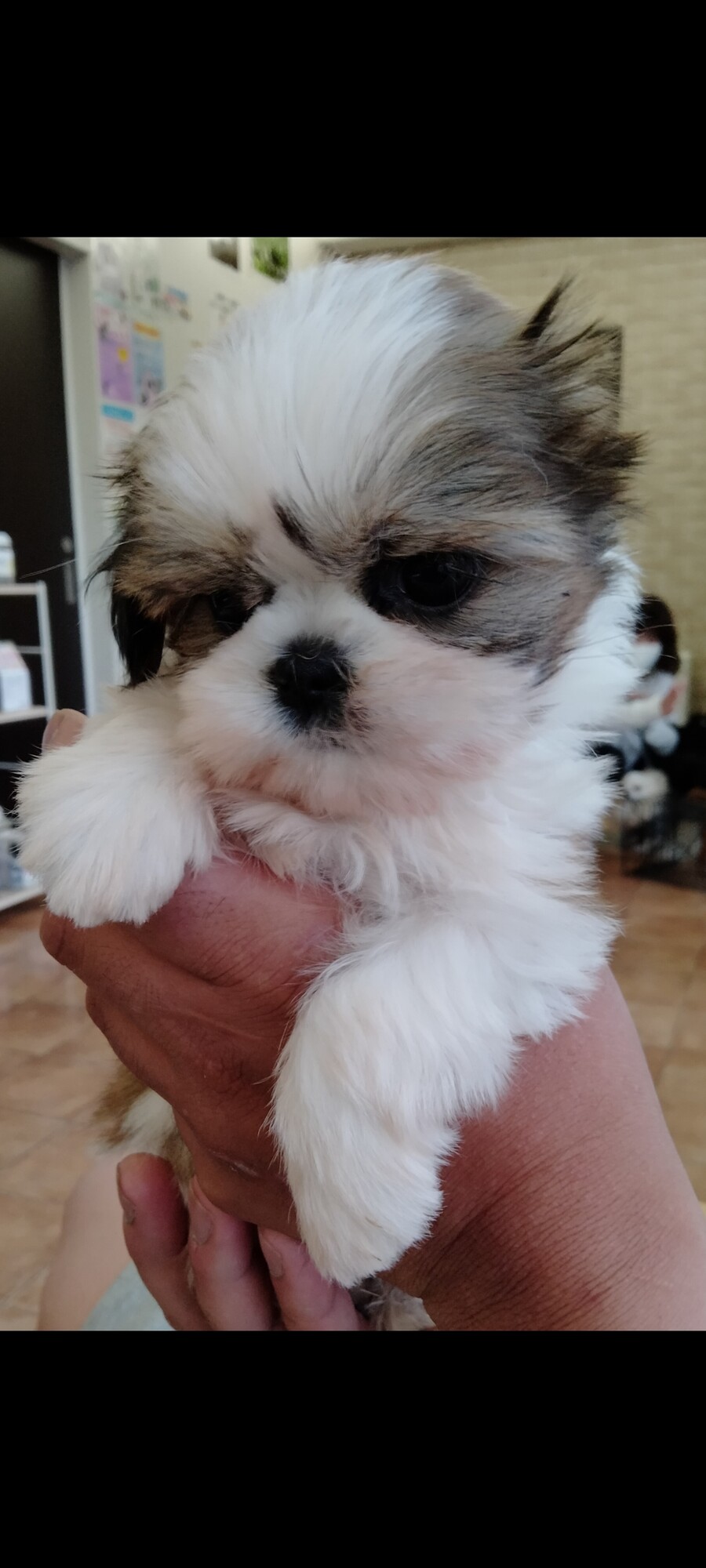 「トライアル決定の為募集停...」東京都 - 犬の里親募集(427357) 2枚目の画像 :: ペットのおうち【里親決定25万頭！】