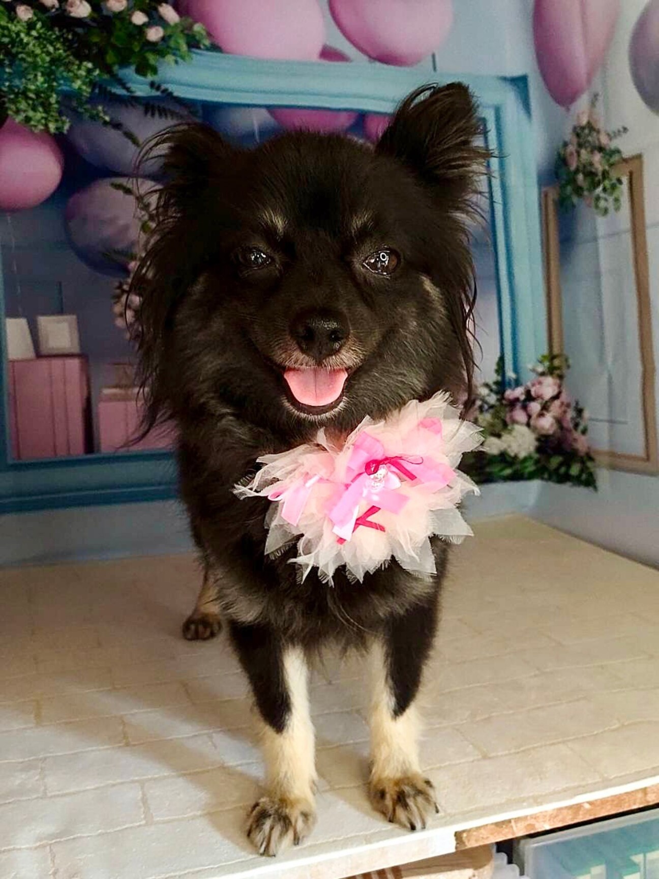 「つくだ）良い所取りのミッ...」埼玉県 - 犬の里親募集(428290) :: ペットのおうち【里親決定29万頭！】