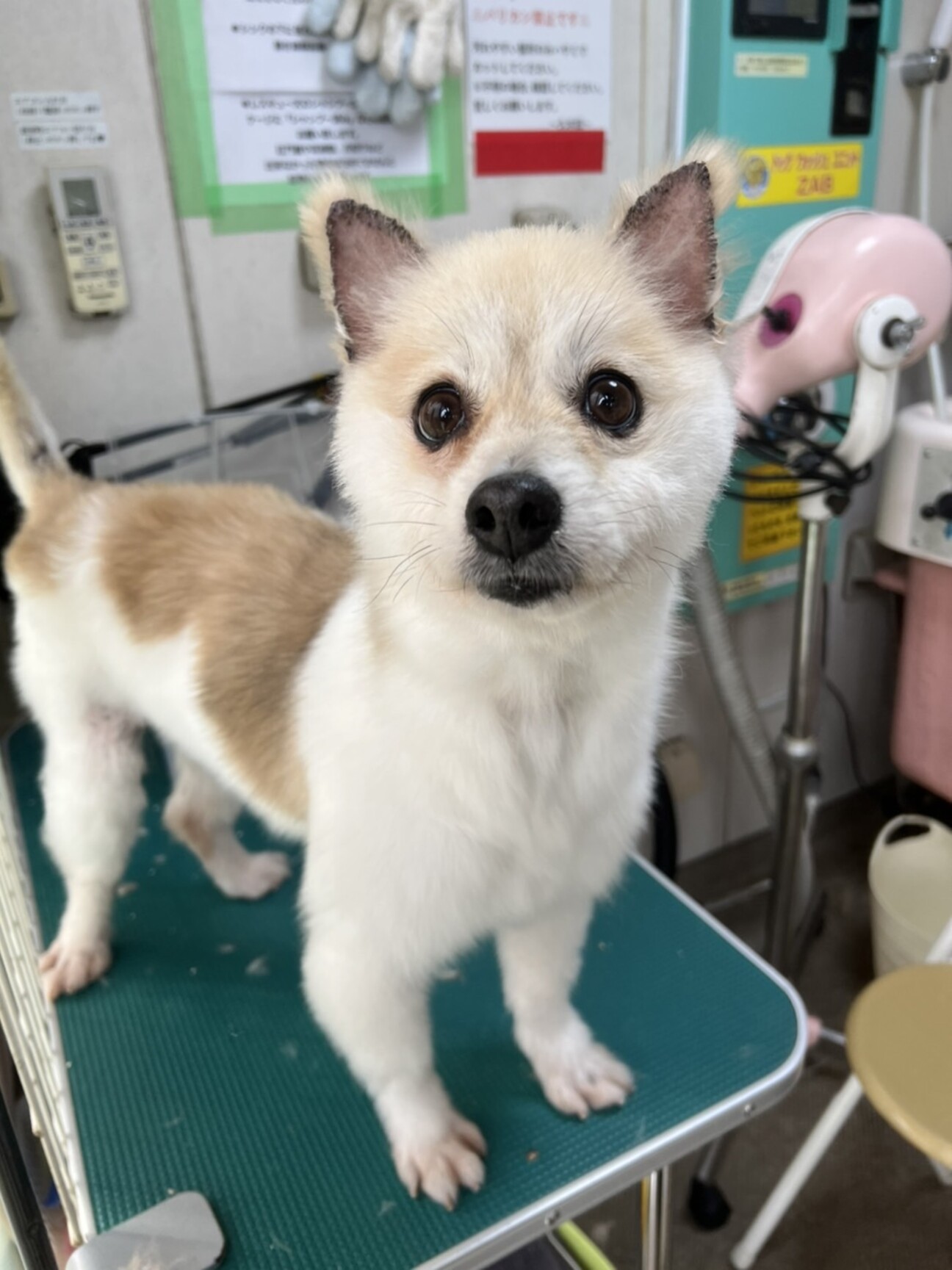 「♥ビッキーちゃん♥おっと...」埼玉県 - 犬の里親募集(430600) :: ペットのおうち【里親決定29万頭！】