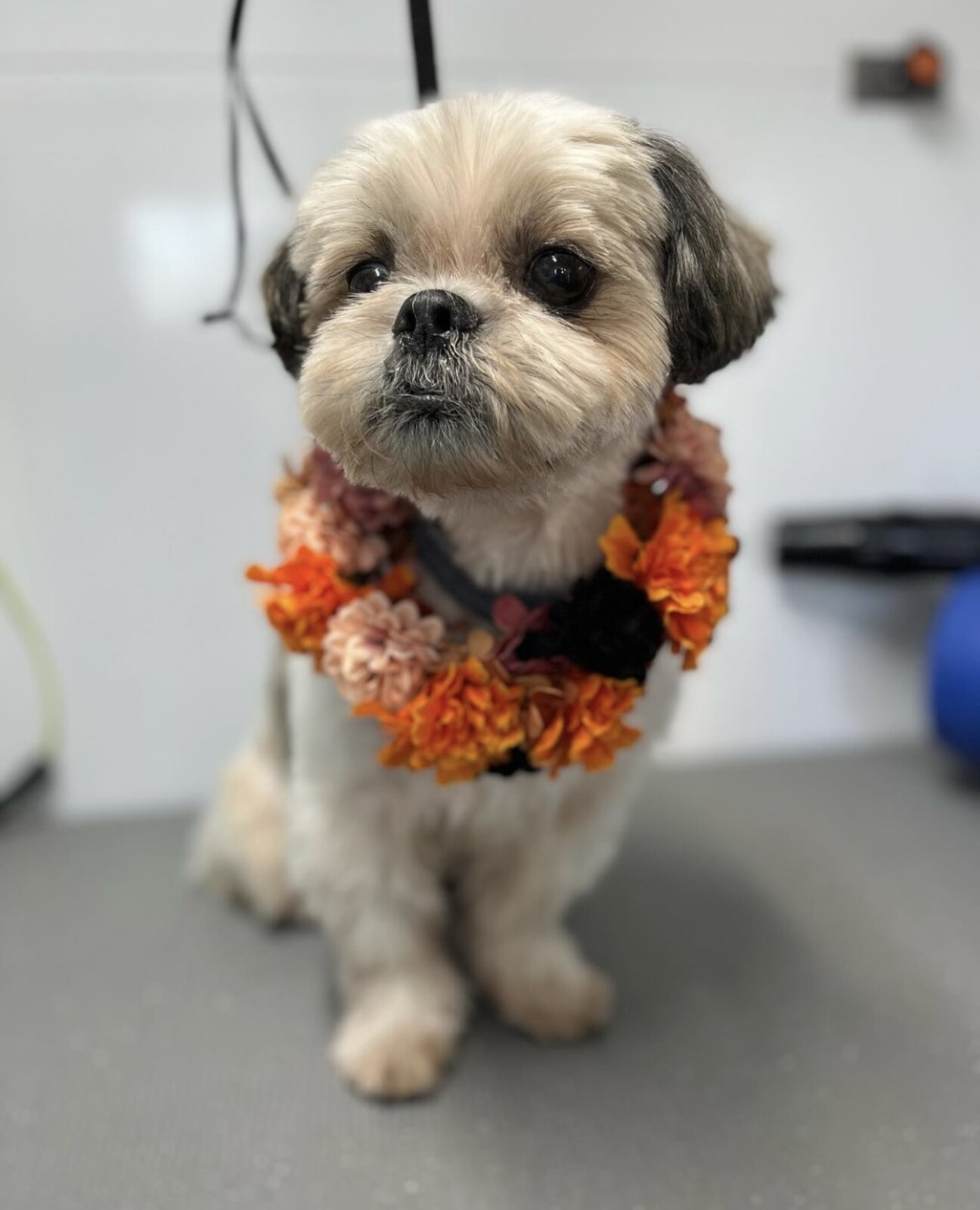 「おだやかなシーズーのエビ丸くん」埼玉県 - 犬の里親募集(433450) :: ペットのおうち【里親決定28万頭！】