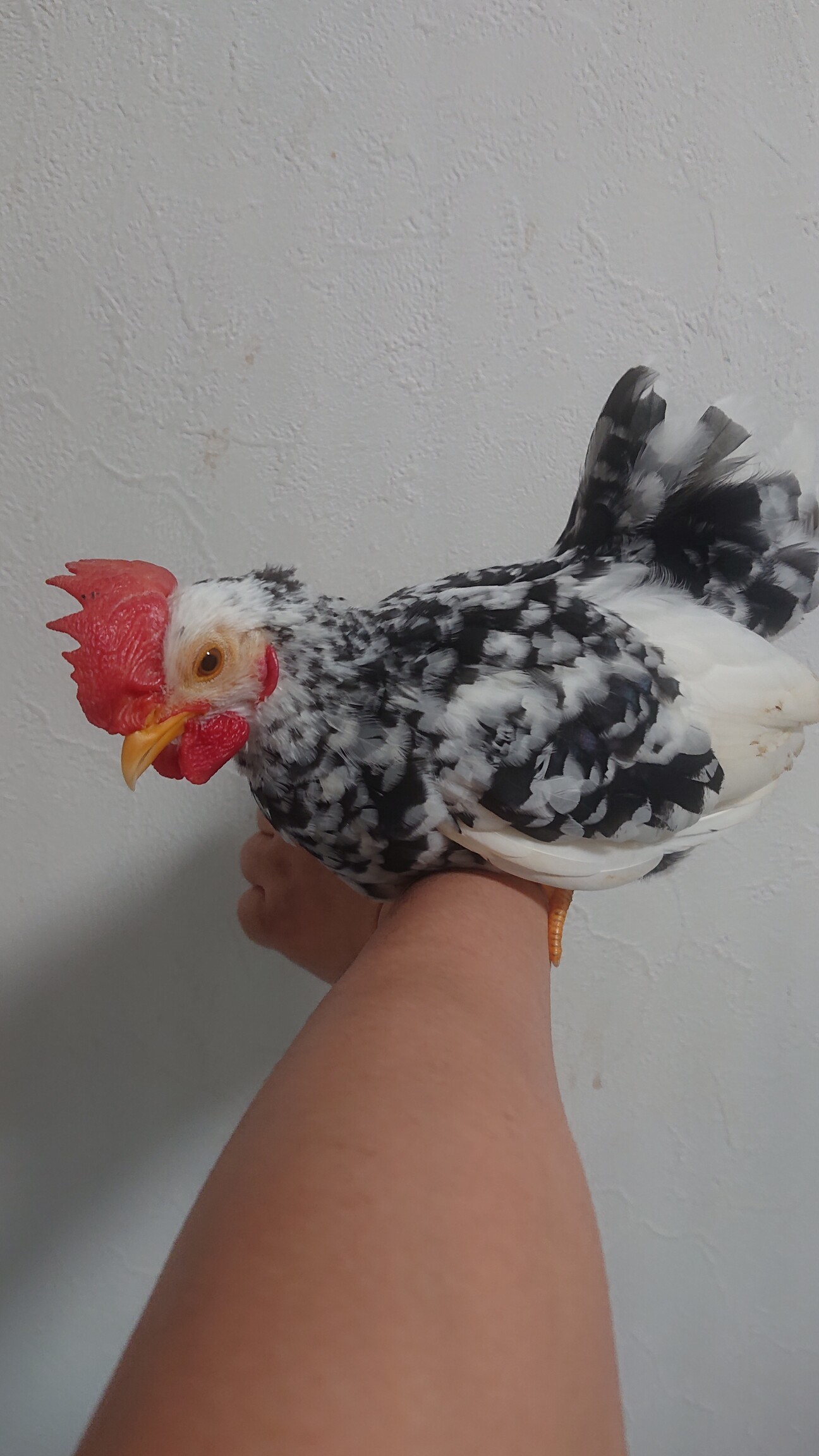 「碁石チャボ 6ヶ月」福岡県 - 鳥の里親募集(435317) :: ペットのおうち【里親決定28万頭！】