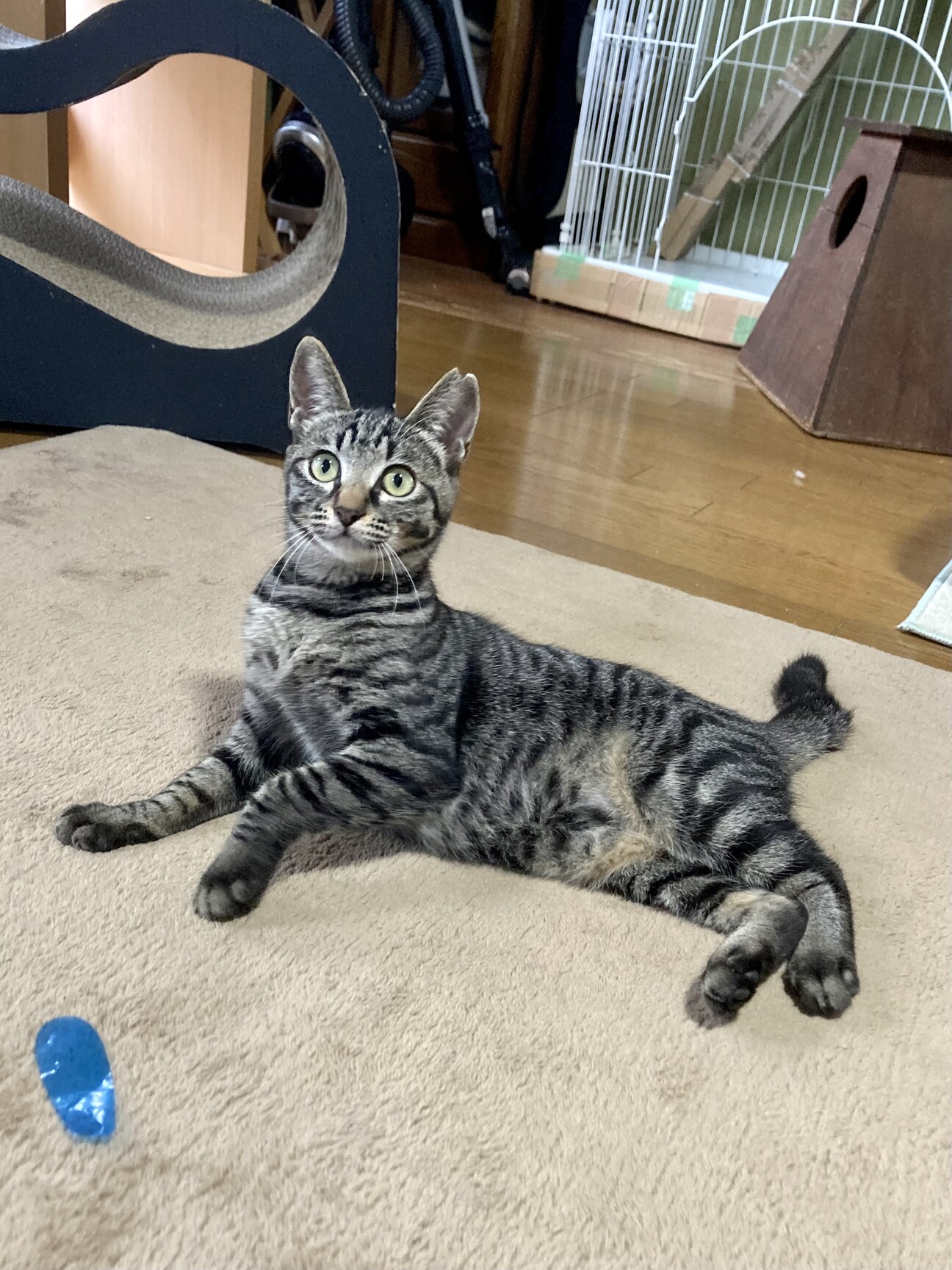 「穏やかでどの猫とも上手く...」東京都 - 猫の里親募集(435345) :: ペットのおうち【里親決定25万頭！】