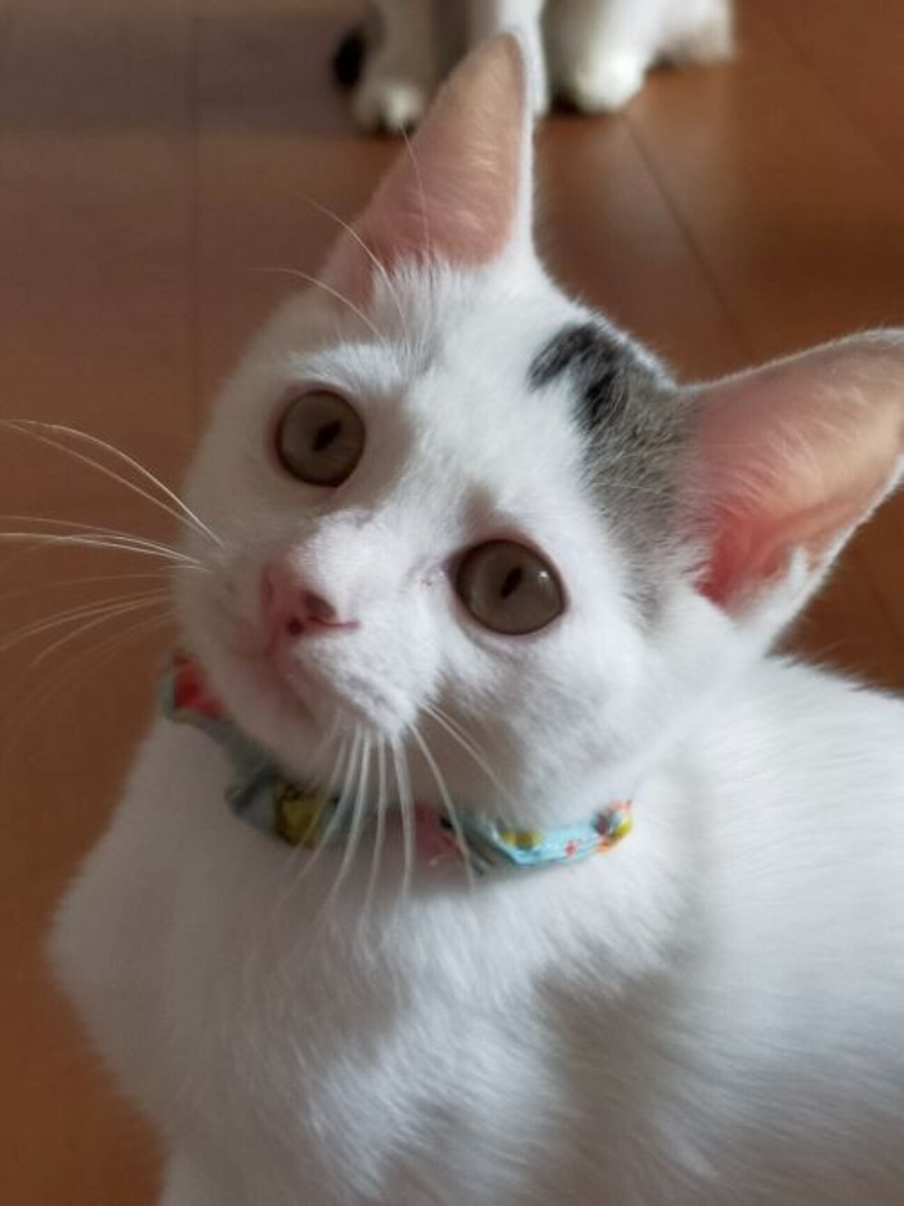 「めちゃ甘えん坊、オリ君 」東京都 - 猫の里親募集(437266) :: ペットのおうち【里親決定28万頭！】