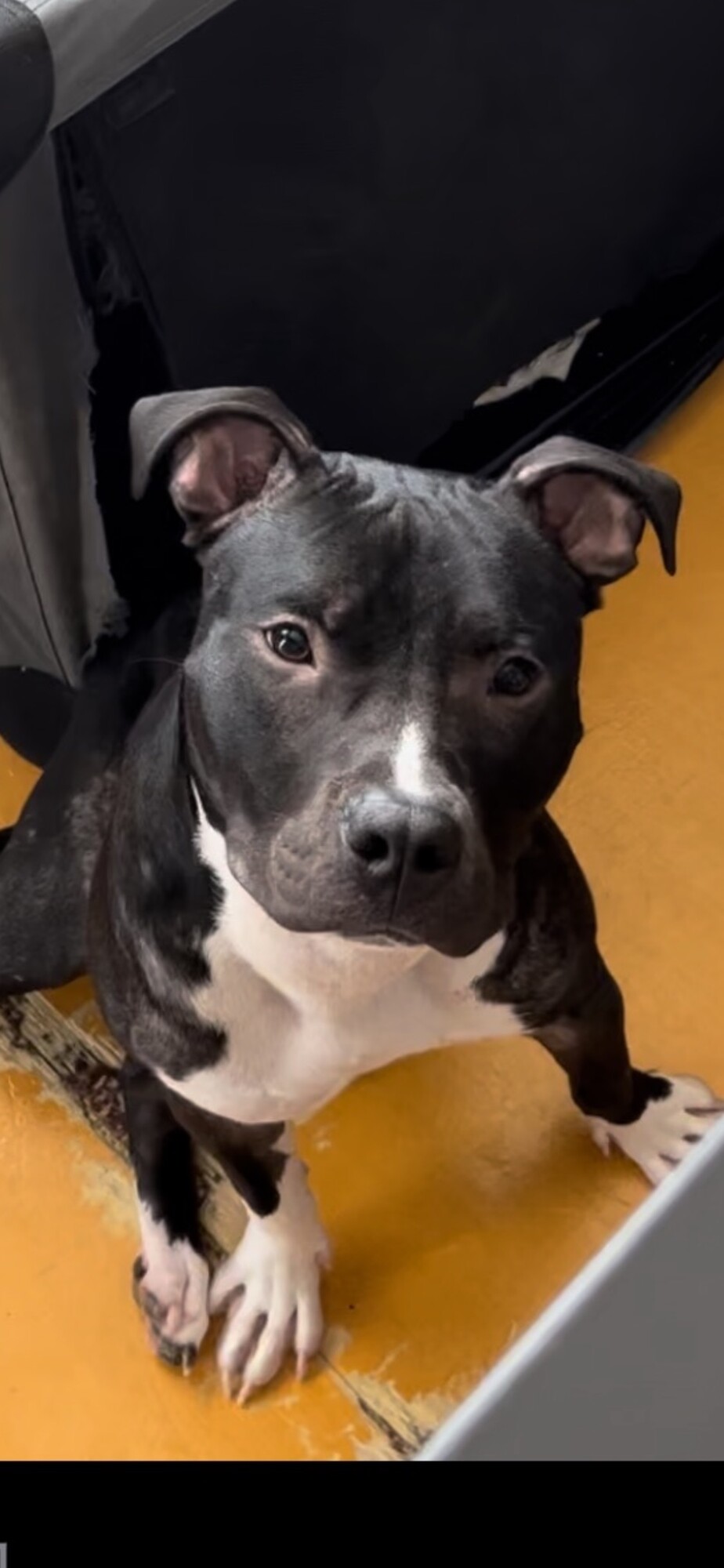 「ピットブル一歳二ヶ月オス...」佐賀県 - 犬の里親募集(437509) 2枚目の画像 :: ペットのおうち【里親決定25万頭！】