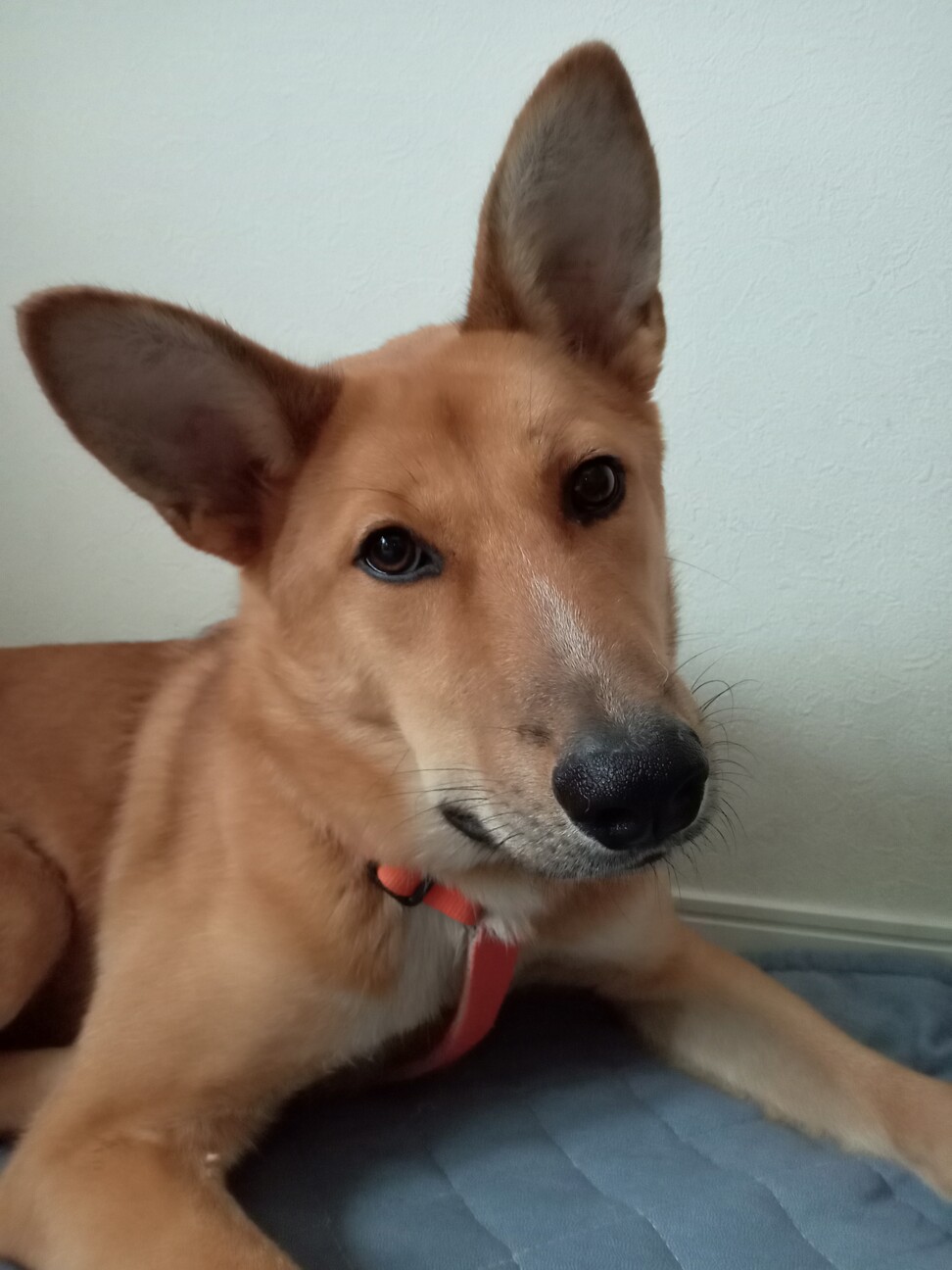 さら」女の子」神奈川県 - 犬の里親募集(410989) :: ペットのおうち【里親決定25万頭！】