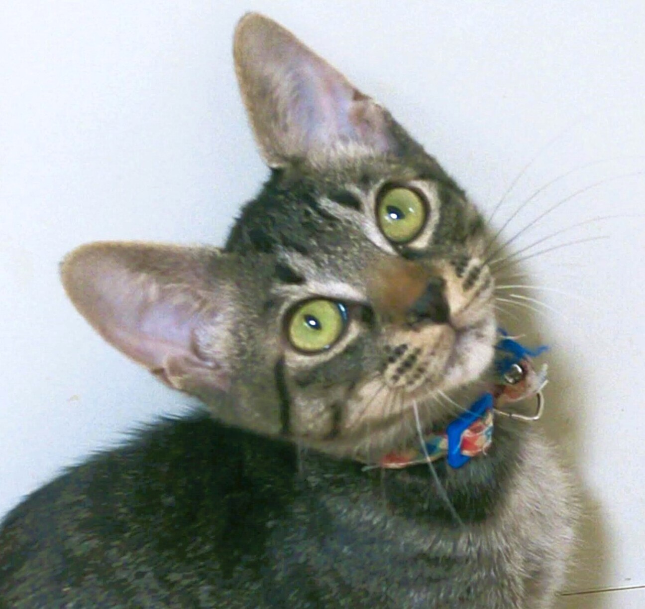 「情緒安定 飼いやすい女の子♪」東京都 - 猫の里親募集(438976) :: ペットのおうち【里親決定25万頭！】