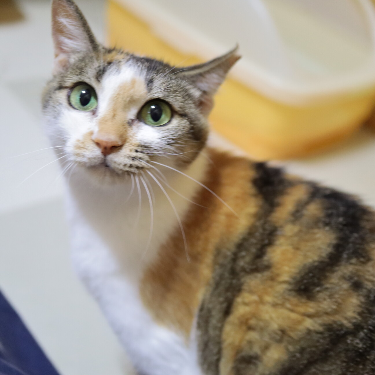 「たまらん可愛さ・マリちゃん」滋賀県 - 猫の里親募集(439961) :: ペットのおうち【里親決定28万頭！】