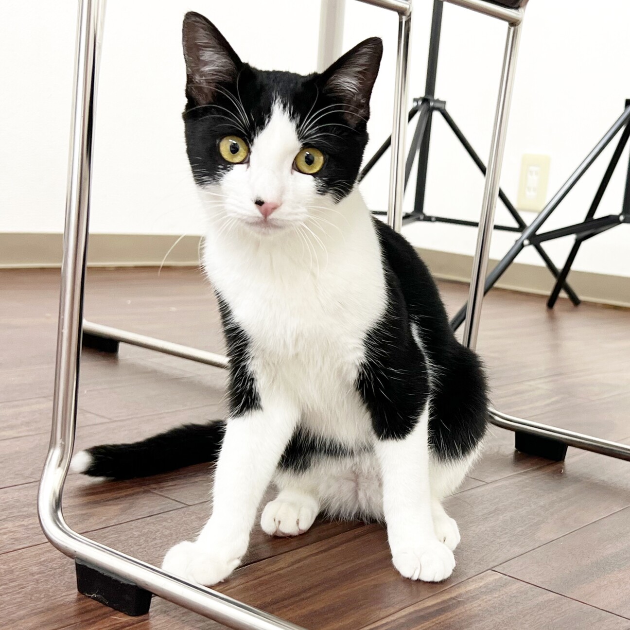 「幸せのキャンドルテイル★...」東京都 - 猫の里親募集(440148) :: ペットのおうち【月間利用者150万人！】