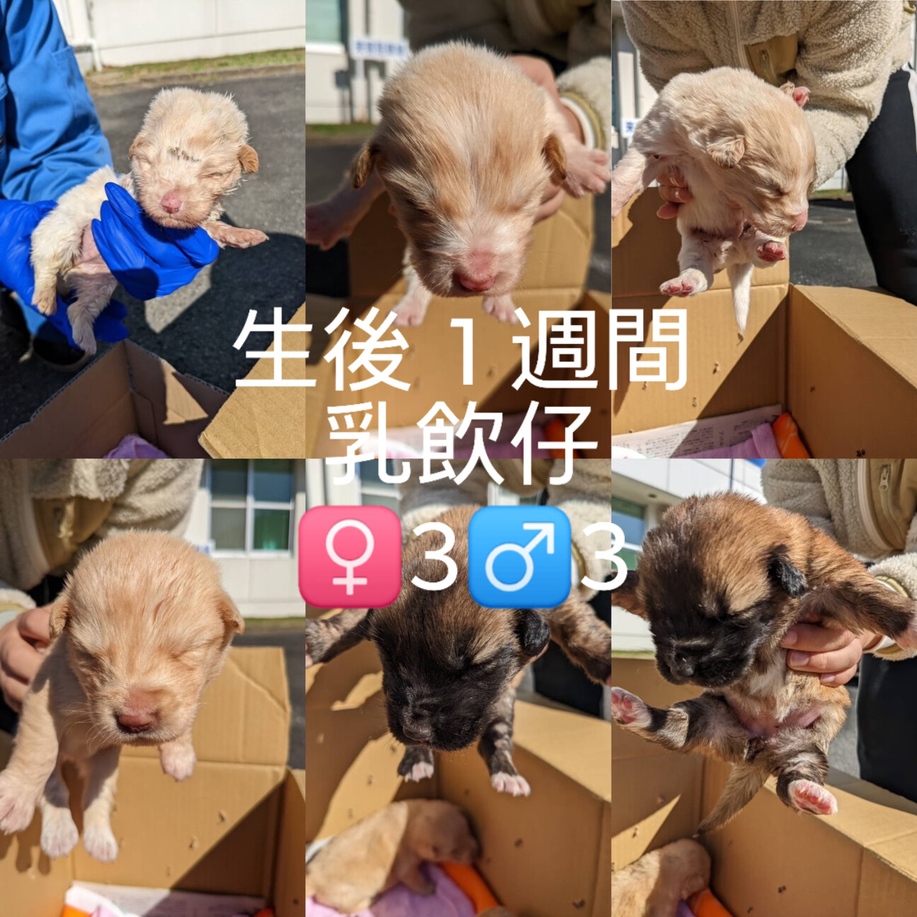 「2022年10月産まれの...」埼玉県 - 犬の里親募集(440209) :: ペットのおうち【里親決定25万頭！】