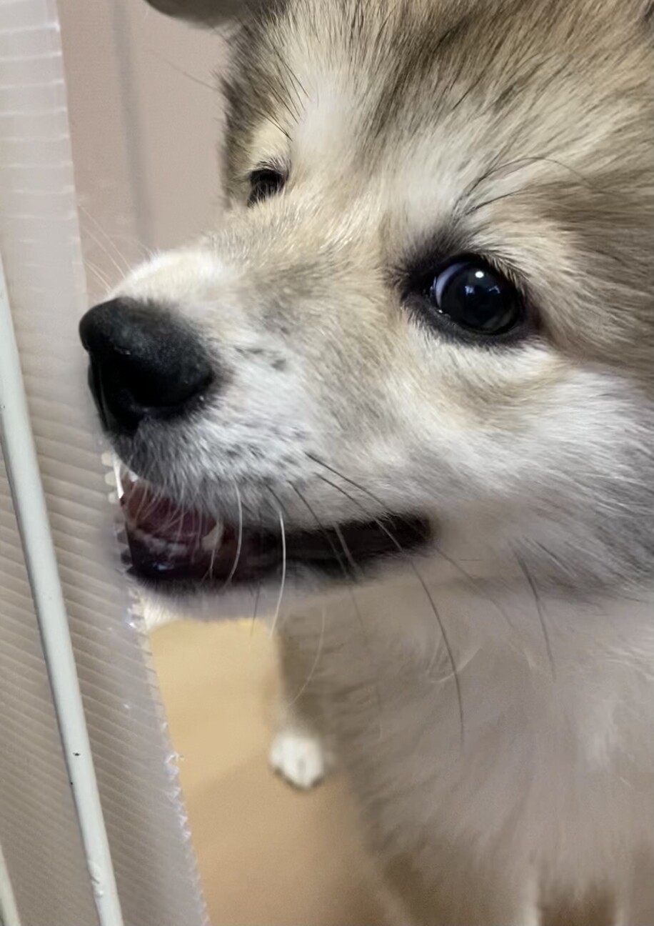 「シェルのずっとのおうち募...」東京都 - 犬の里親募集(442572) :: ペットのおうち【里親決定25万頭！】