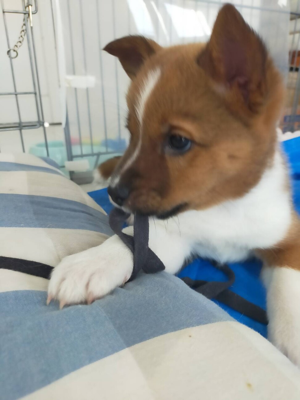 ネム】雑種犬生後約2ヶ...」北海道 - 犬の里親募集(443011) :: ペットのおうち【里親決定25万頭！】