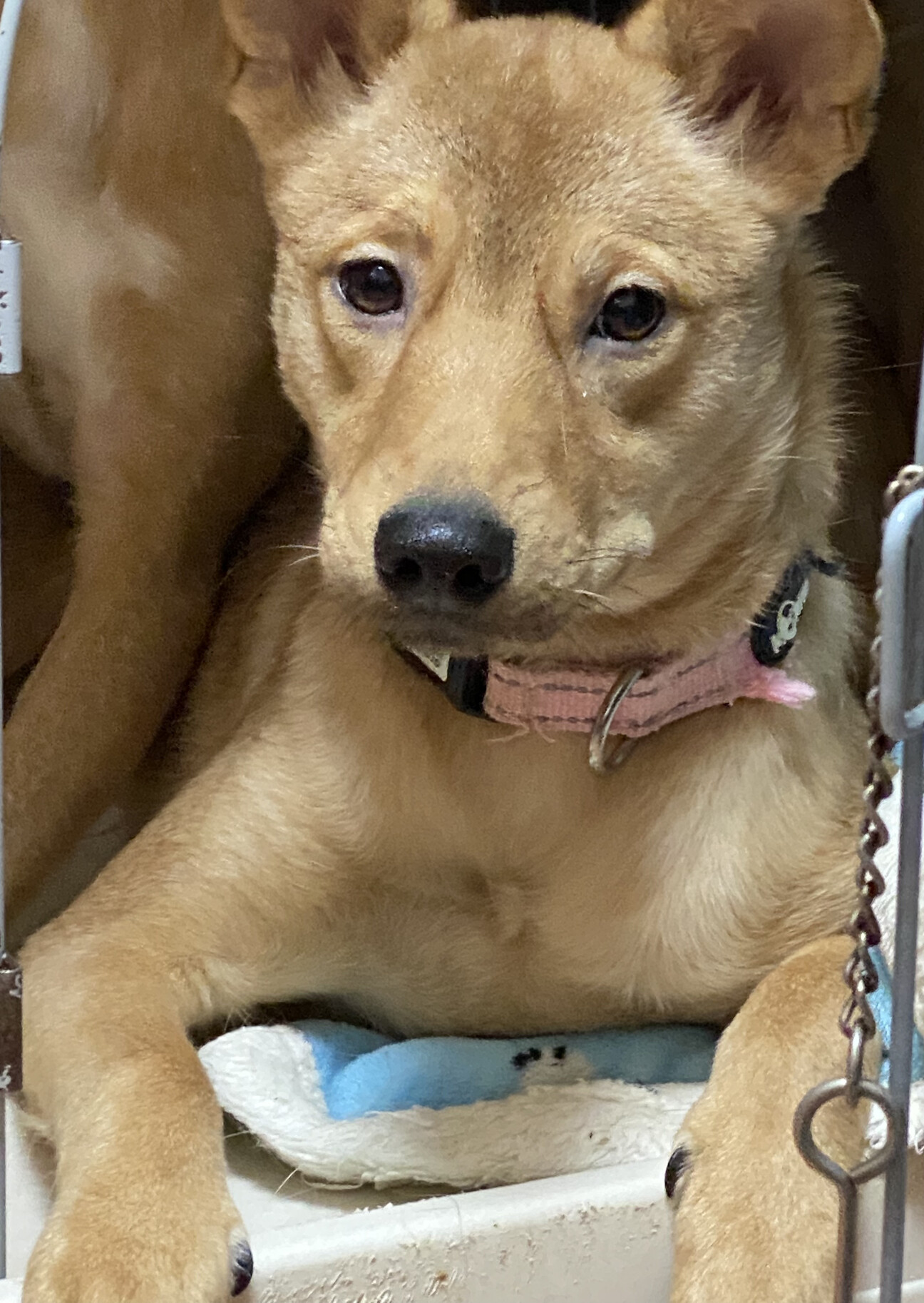 「ずっとの家族を探しています」東京都 - 犬の里親募集(443206) :: ペットのおうち【里親決定25万頭！】