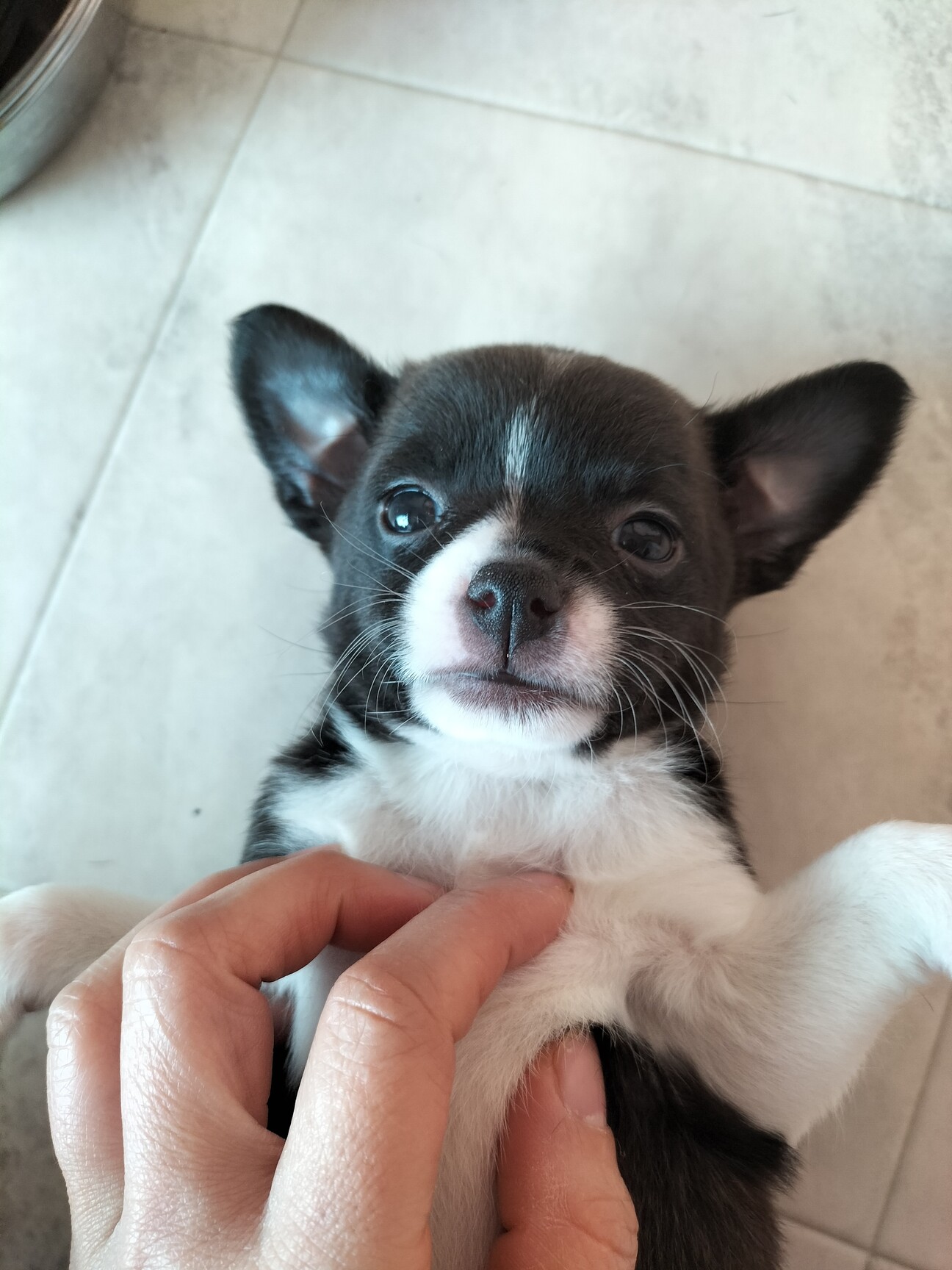 「雑種 女の子 2ヶ月のパピー」宮城県 - 犬の里親募集(444176) :: ペットのおうち【里親決定25万頭！】