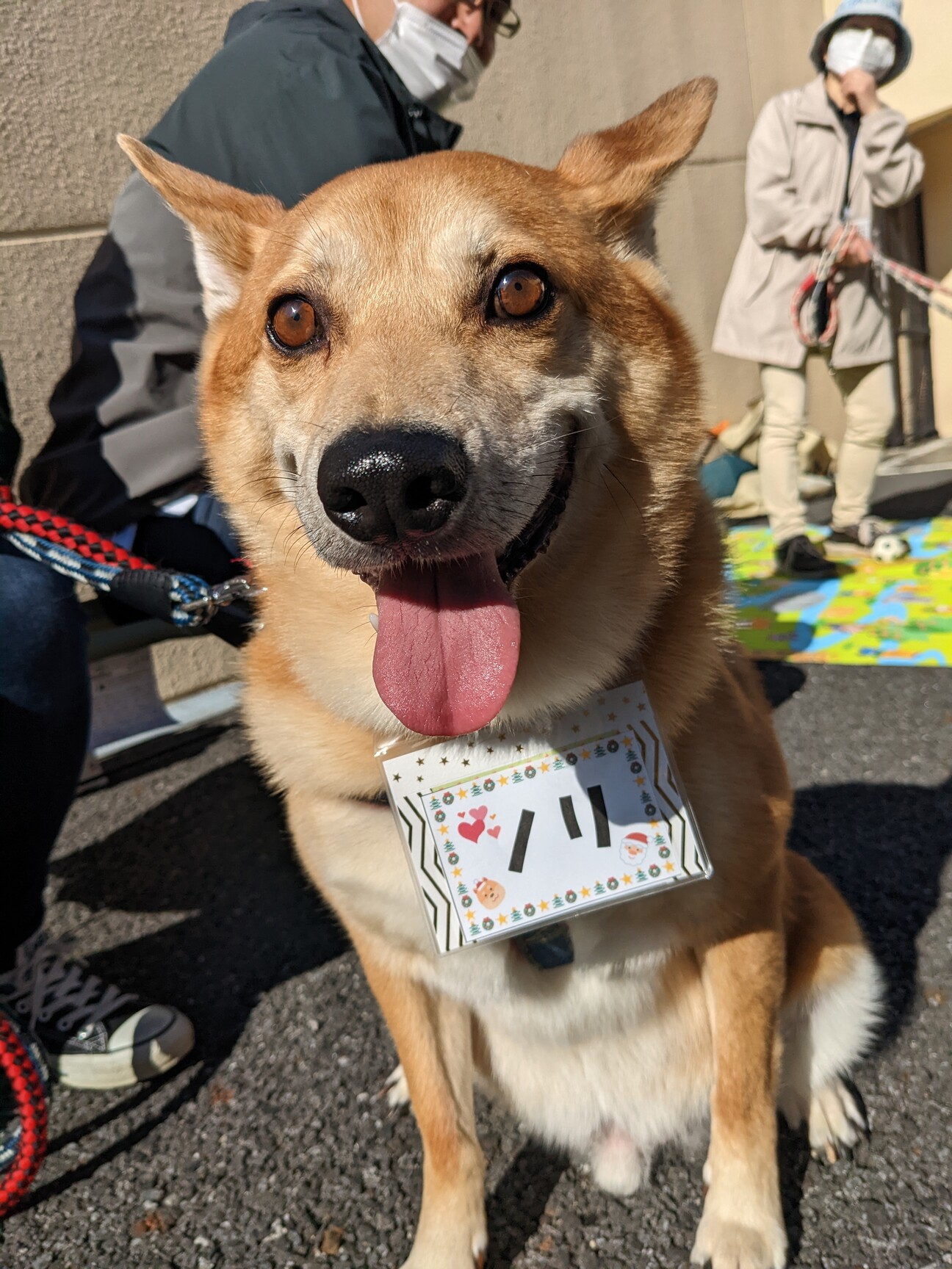 「太陽のように明るい男の子...」茨城県 - 犬の里親募集(444183) :: ペットのおうち【里親決定28万頭！】