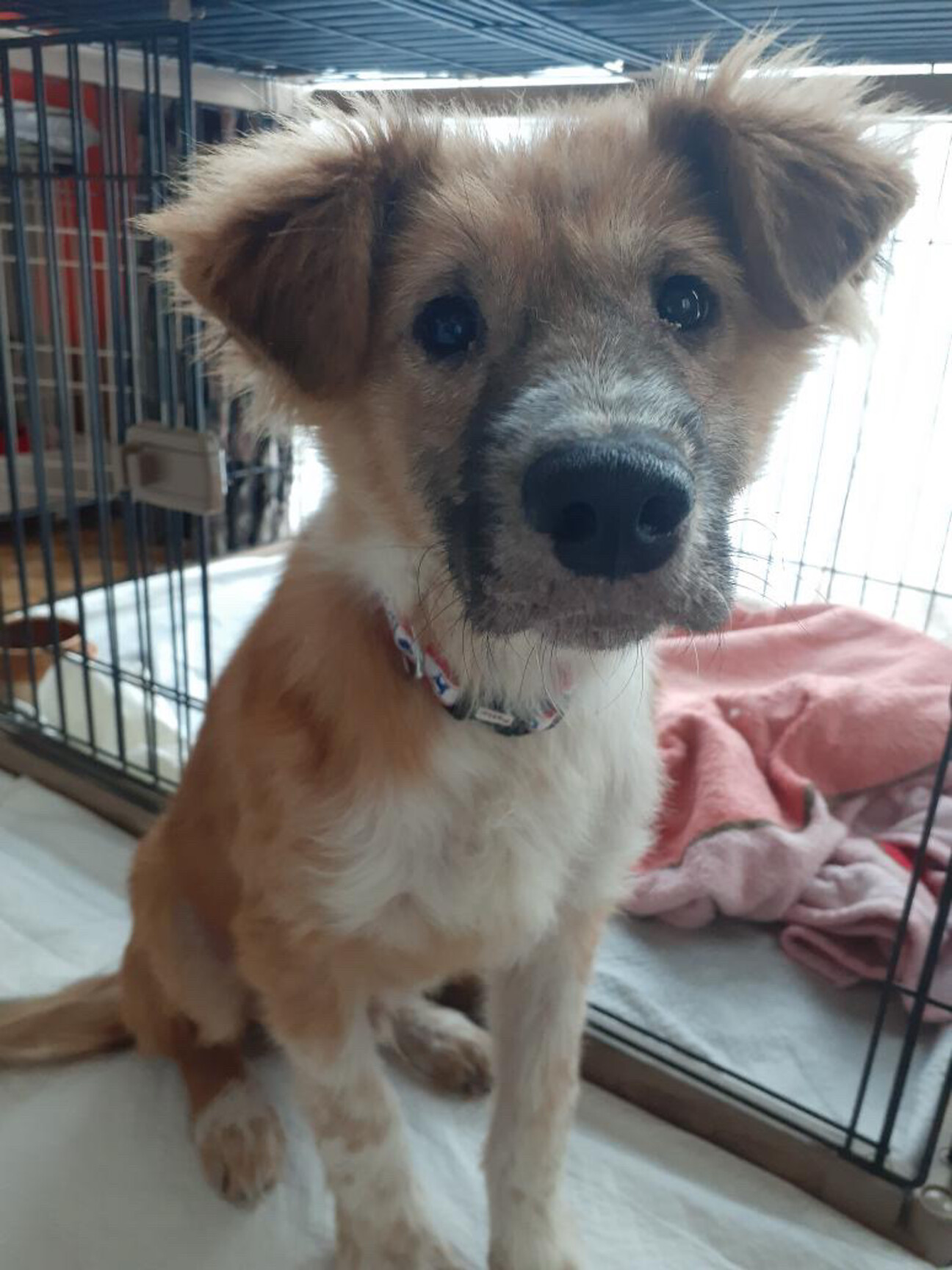 「セッター系のミックス？」長野県 - 犬の里親募集(444203) :: ペットのおうち【里親決定25万頭！】