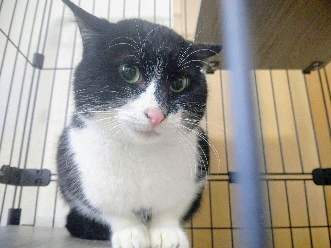 「ハチワレのムチムチ猫さん！」石川県 - 猫の里親募集(444404) :: ペットのおうち【里親決定28万頭！】