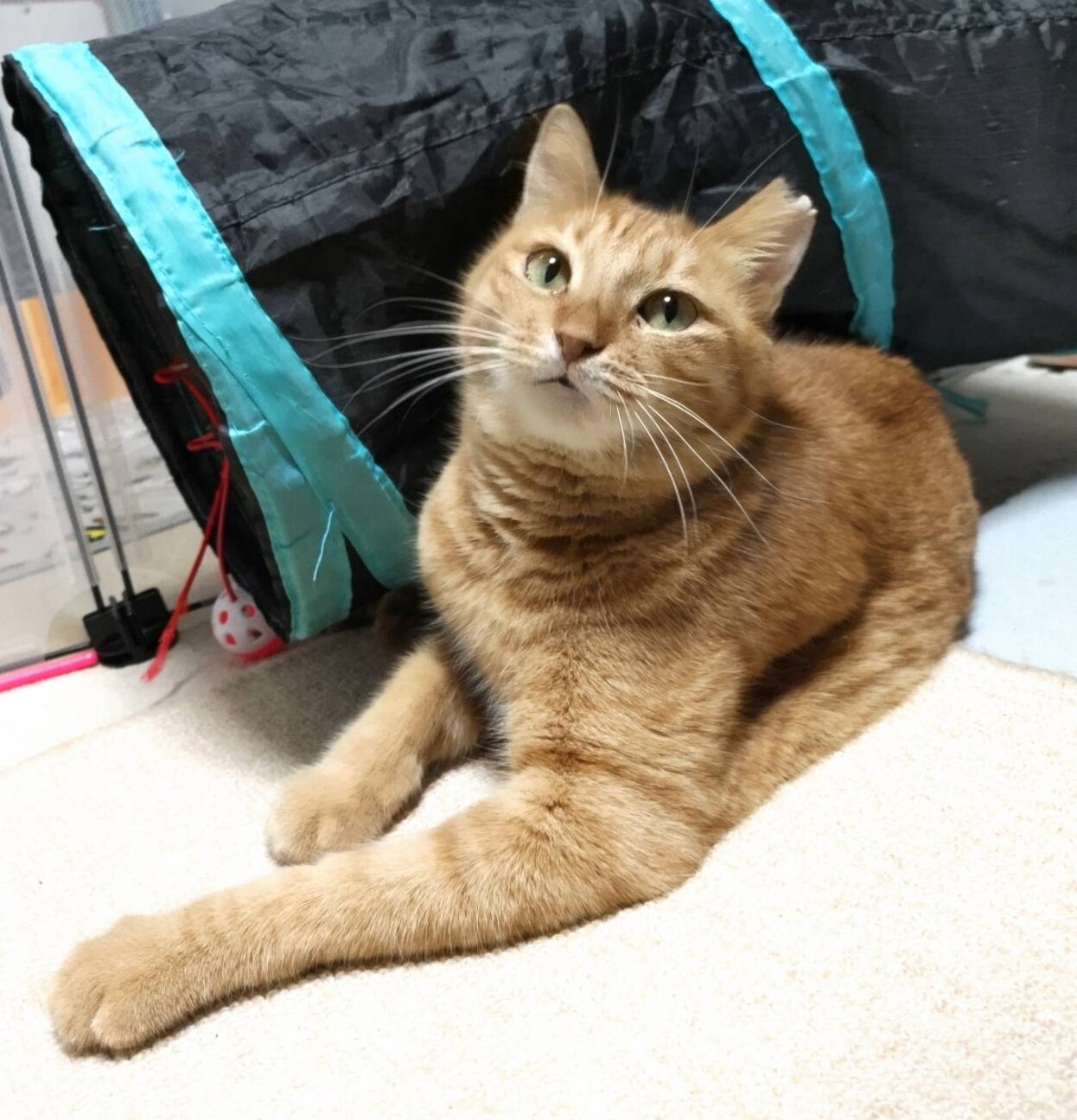 「第30回【ねこ心譲渡会】」（ねこ心のイベント #17801） :: ペットのおうち【里親決定25万頭！】