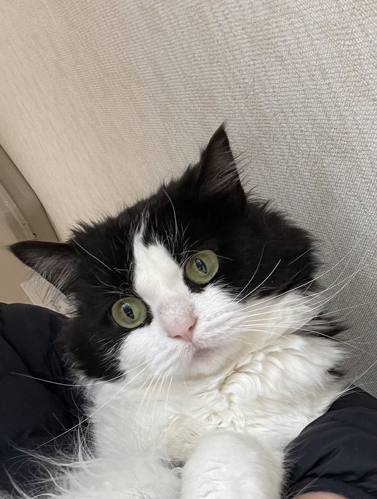 「甘えんぼうで賢いスコティ...」山口県 - 猫の里親募集(448077) :: ペットのおうち【里親決定28万頭！】