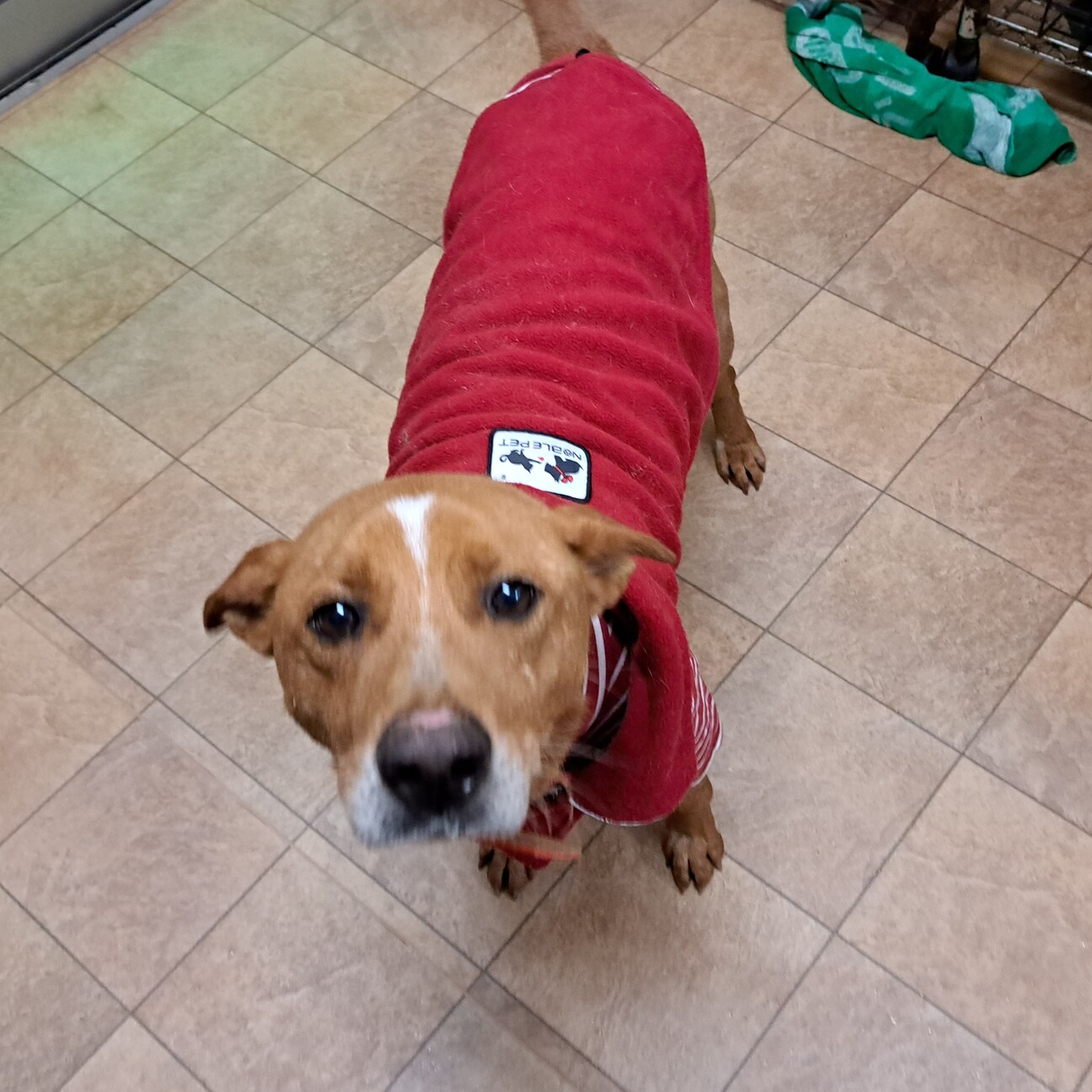 里親募集中☆ | ベリーズドッグ☆