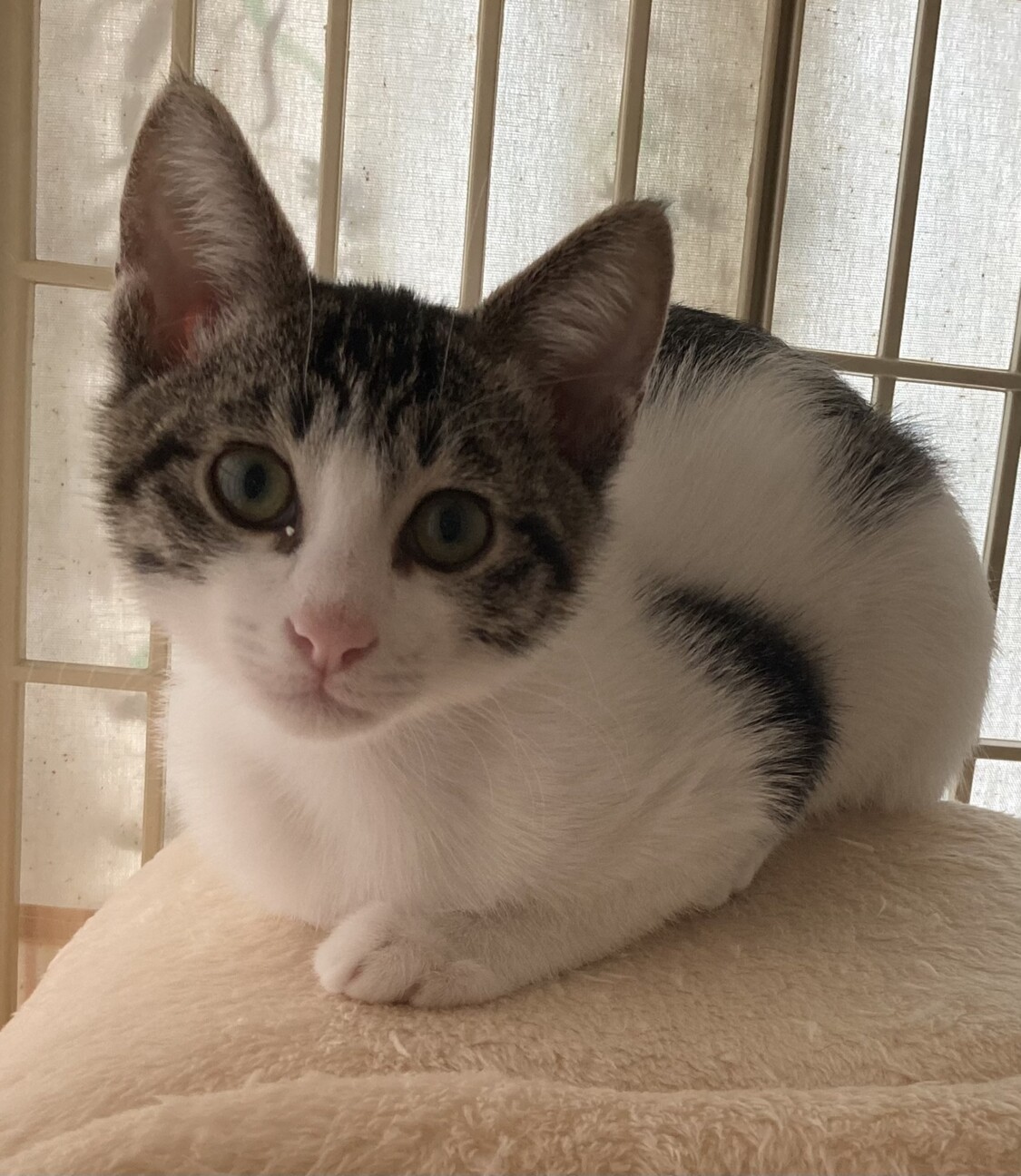 100gから育てたパン...」奈良県 - 猫の里親募集(449869) :: ペットのおうち【里親決定25万頭！】