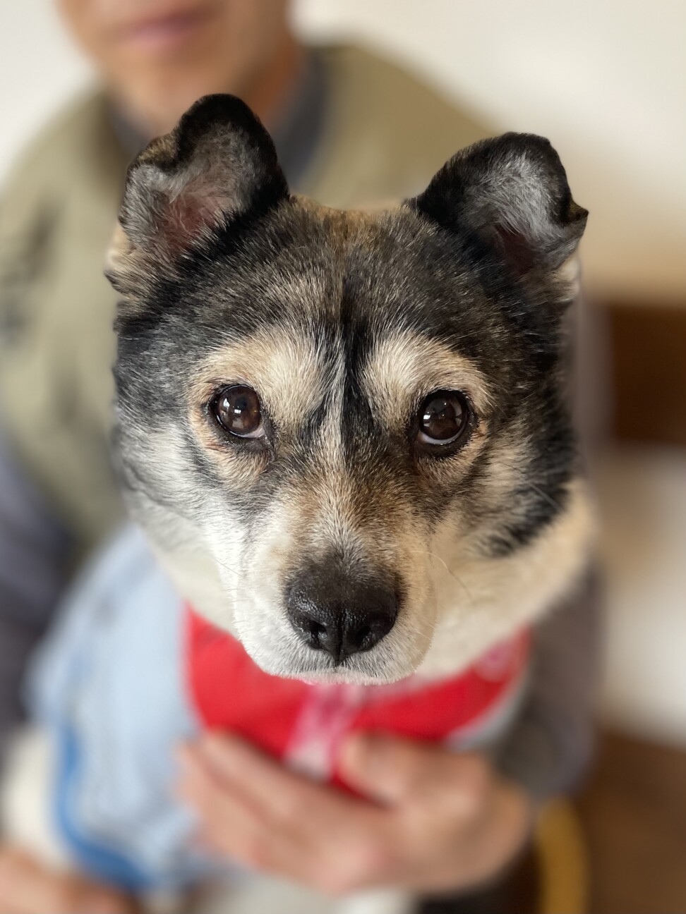 「甘えん坊 魅力満載の女の子」山梨県 - 犬の里親募集(450343) :: ペットのおうち【里親決定25万頭！】