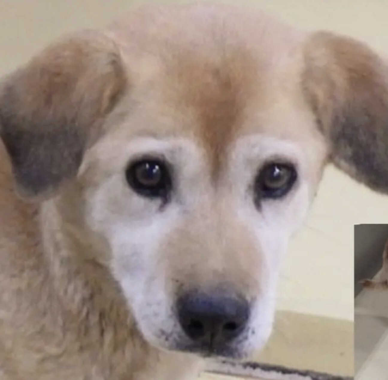 「懐っこい女の子」栃木県 - 犬の里親募集(450472) :: ペットのおうち【里親決定25万頭！】