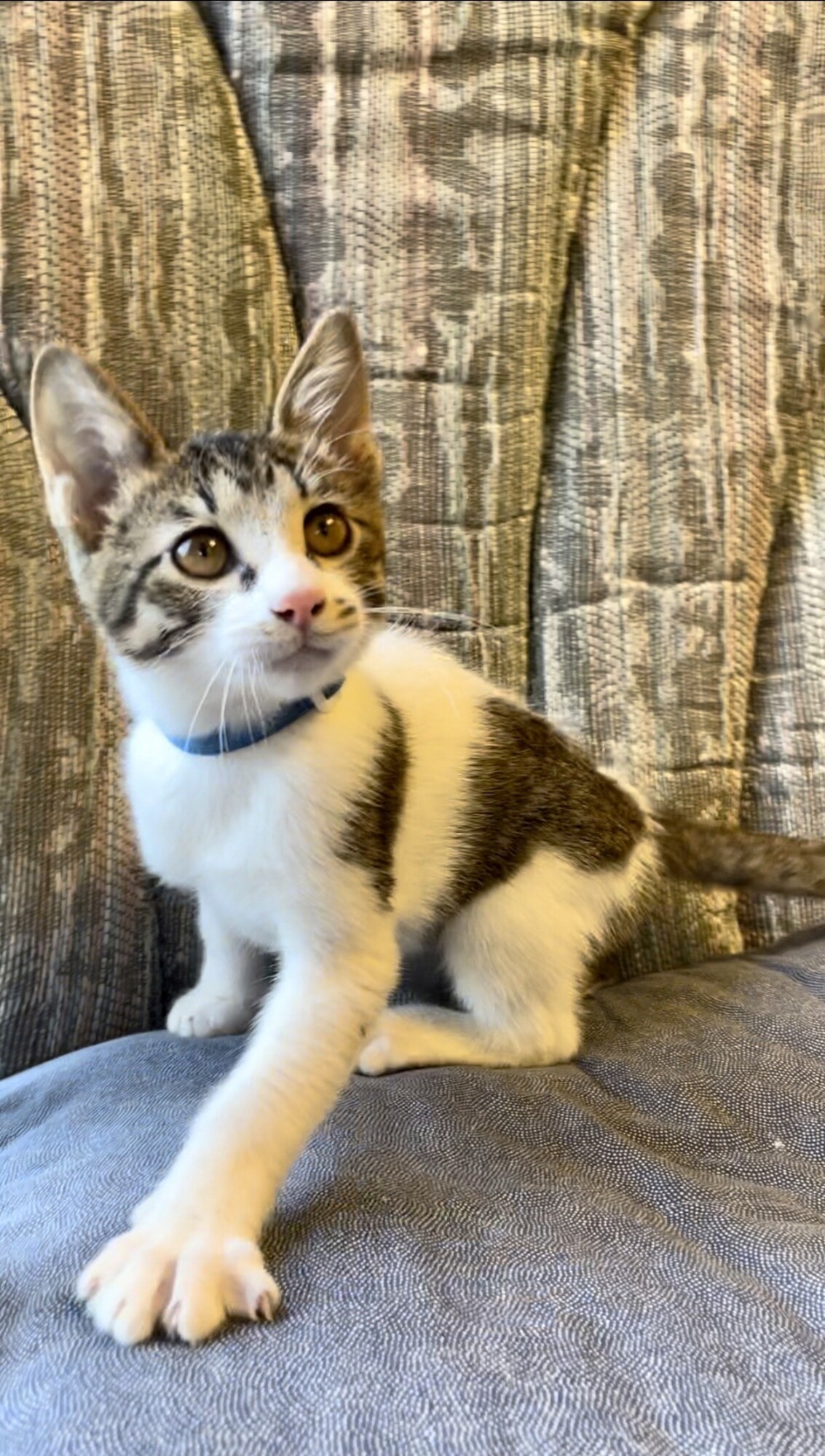 「甘えん坊で元気なキジ白子...」東京都 - 猫の里親募集(451379) :: ペットのおうち【里親決定27万頭！】