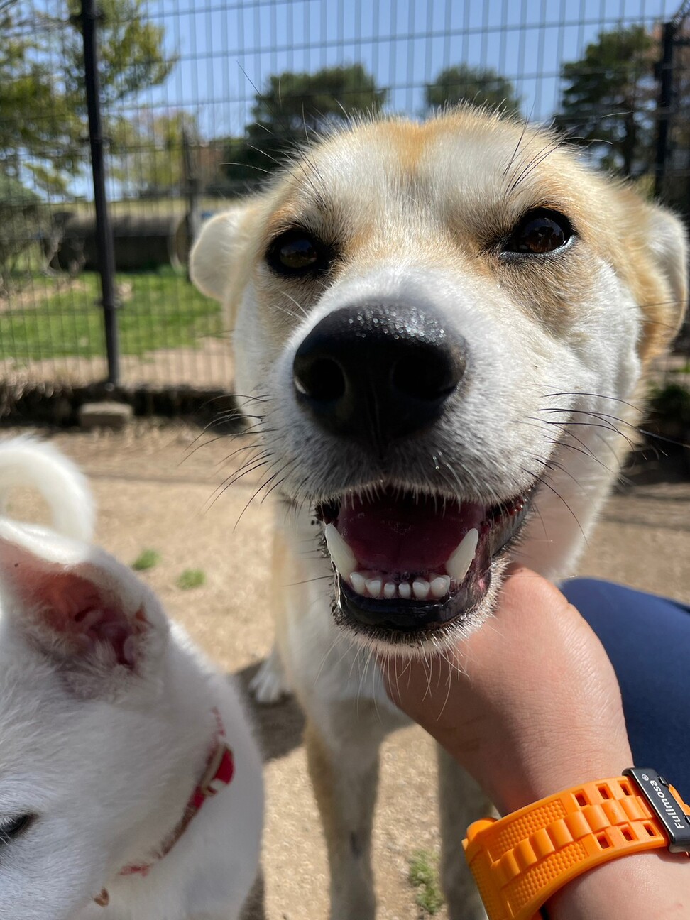 「人大好きいつも甘えていた...」広島県 - 犬の里親募集(452945) :: ペットのおうち【里親決定25万頭！】