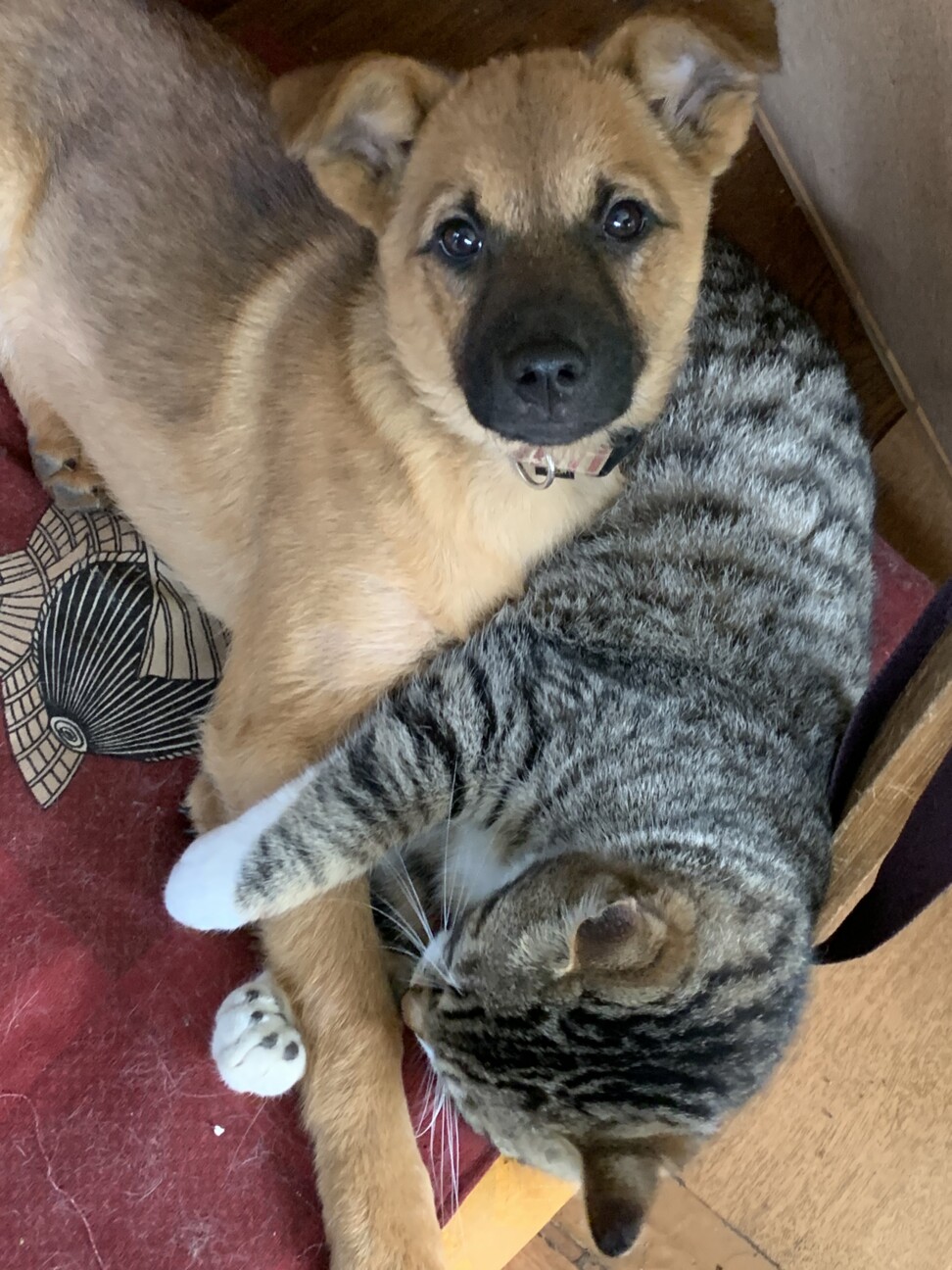 「柴系の鼻黒可愛い仔犬ちゃん」茨城県 - 犬の里親募集(443349) :: ペットのおうち【里親決定25万頭！】