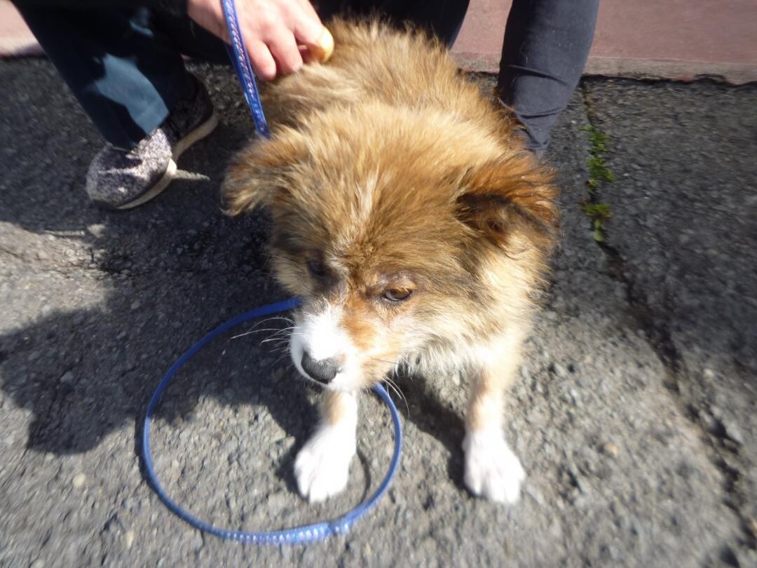 「人懐っこい3カ月弱（ミッ...」熊本県 - 犬の里親募集(453028) :: ペットのおうち【里親決定25万頭！】