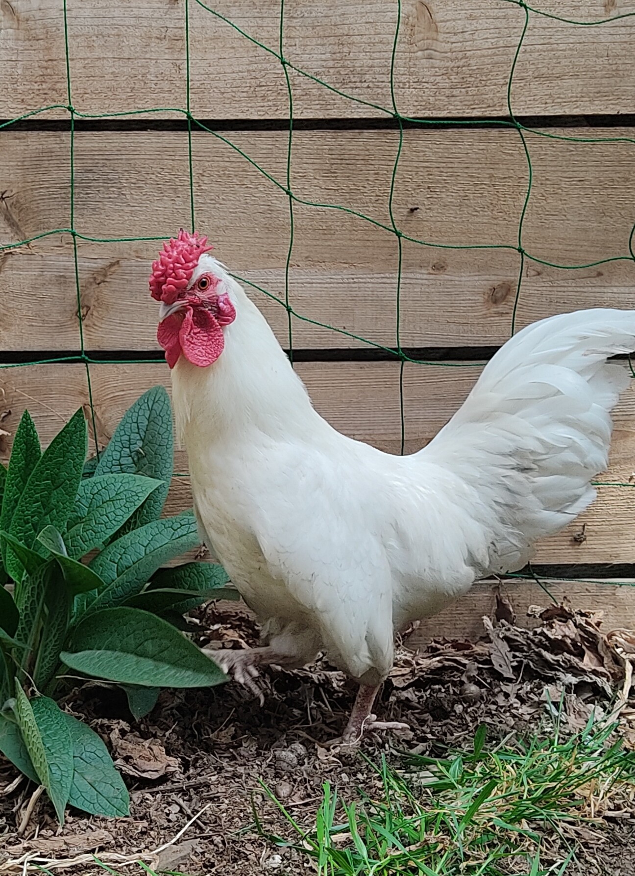 「純白の美しいチャボのオス...」岩手県 - 鳥の里親募集(453364) :: ペットのおうち【里親決定25万頭！】