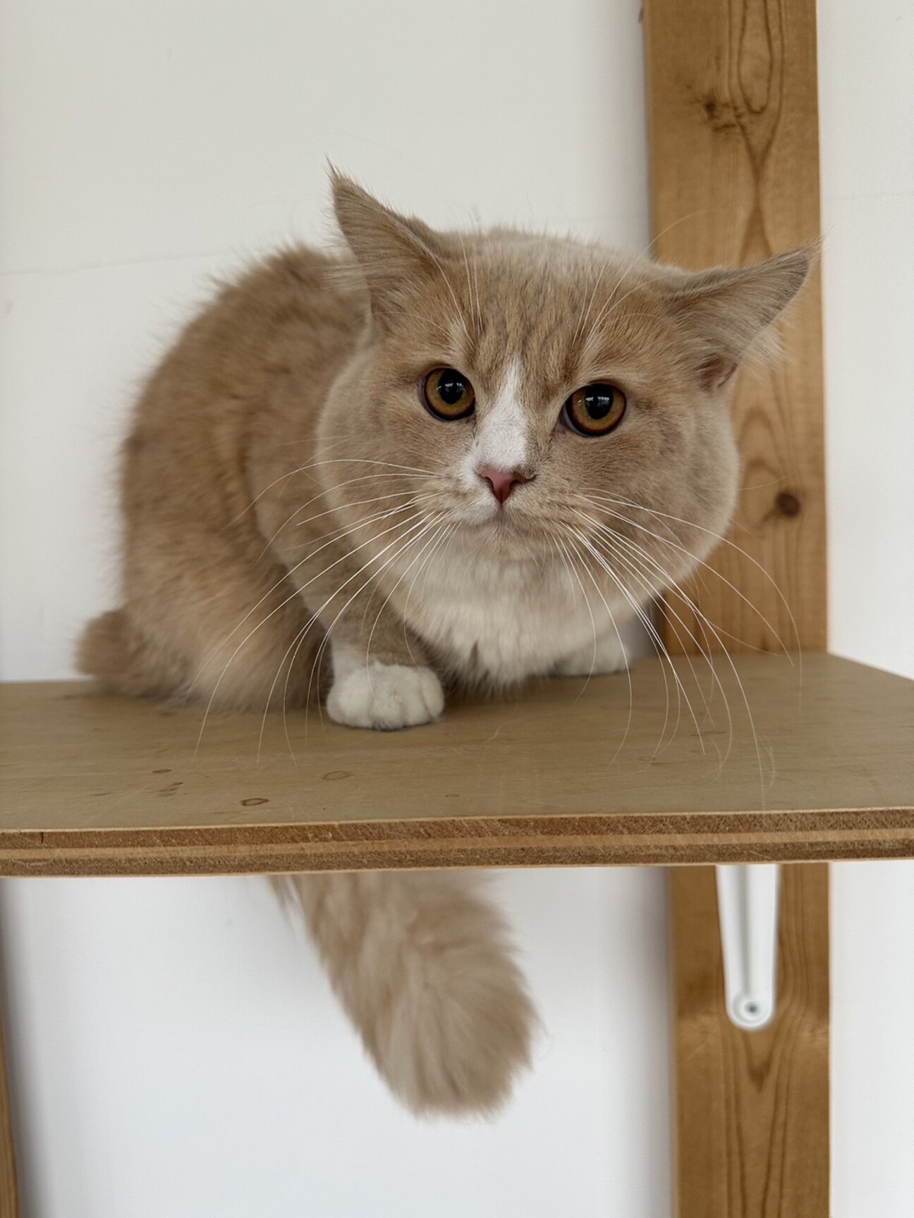 「もうすぐ一歳！ 綺麗な毛...」栃木県 - 猫の里親募集(454163) :: ペットのおうち【里親決定25万頭！】