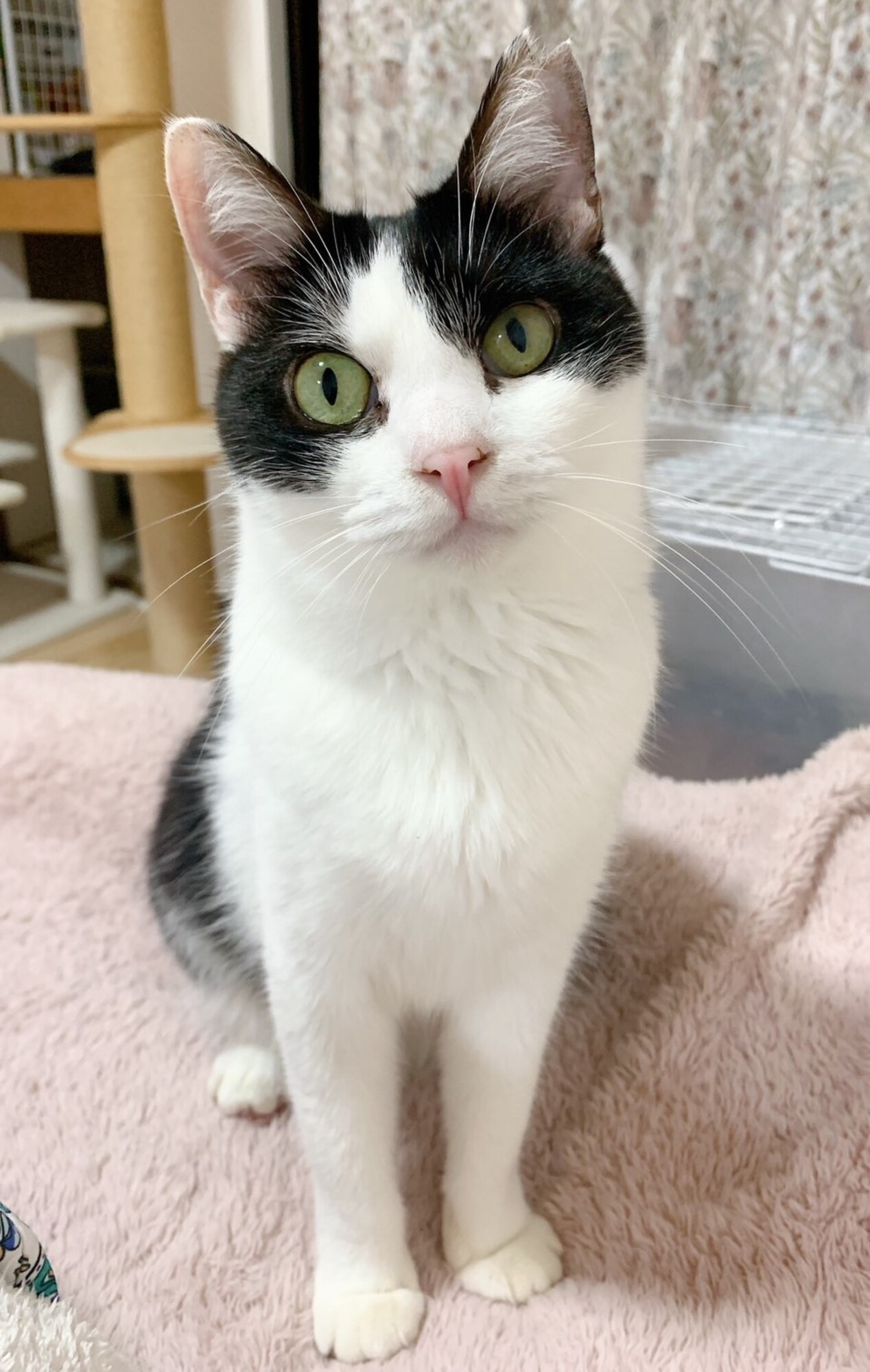 5/21東銀座】ルーク...」東京都 - 猫の里親募集(452345) :: ペットのおうち【里親決定25万頭！】