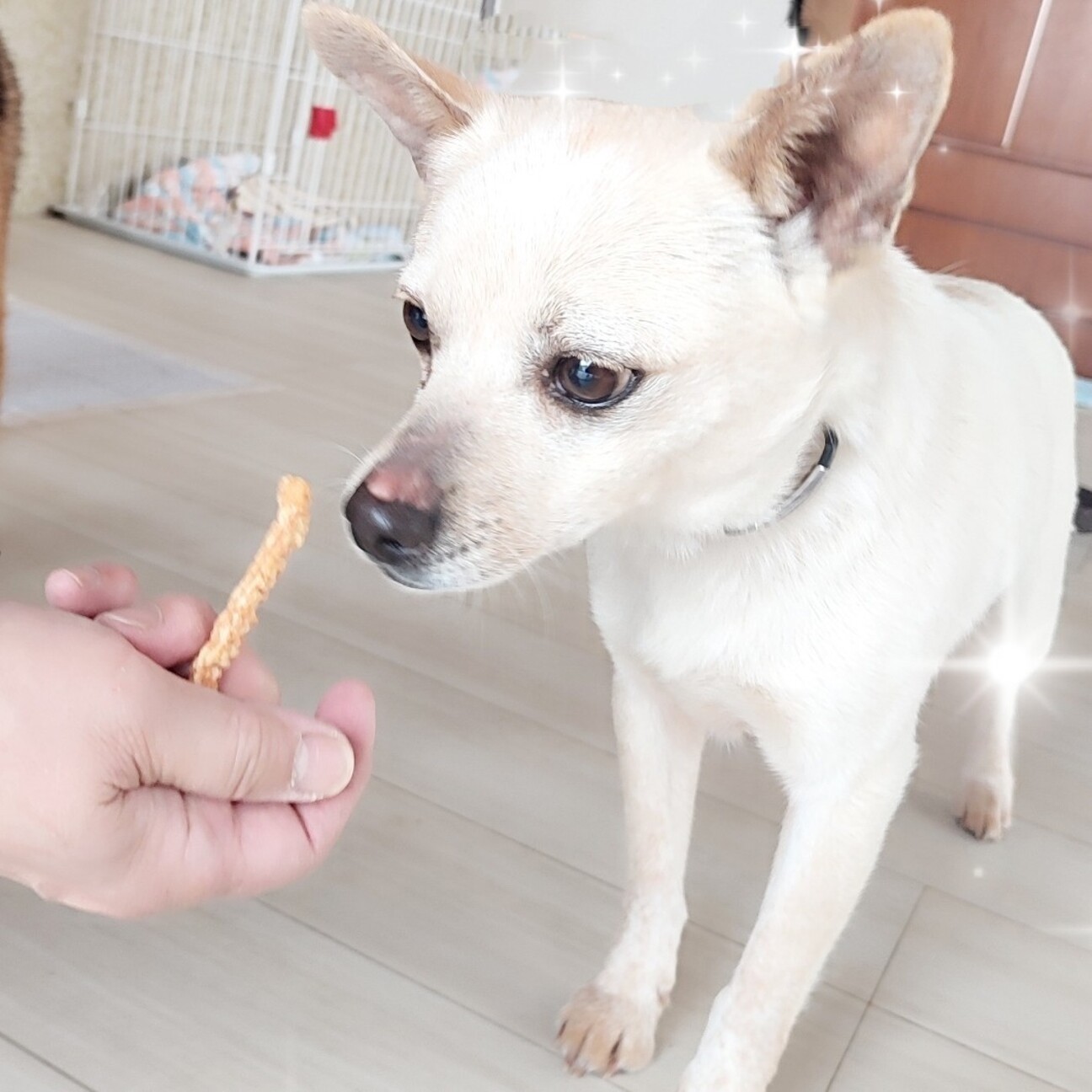 「おやつ大好き『あんちゃん♀』」岩手県 - 犬の里親募集(455864) :: ペットのおうち【里親決定28万頭！】