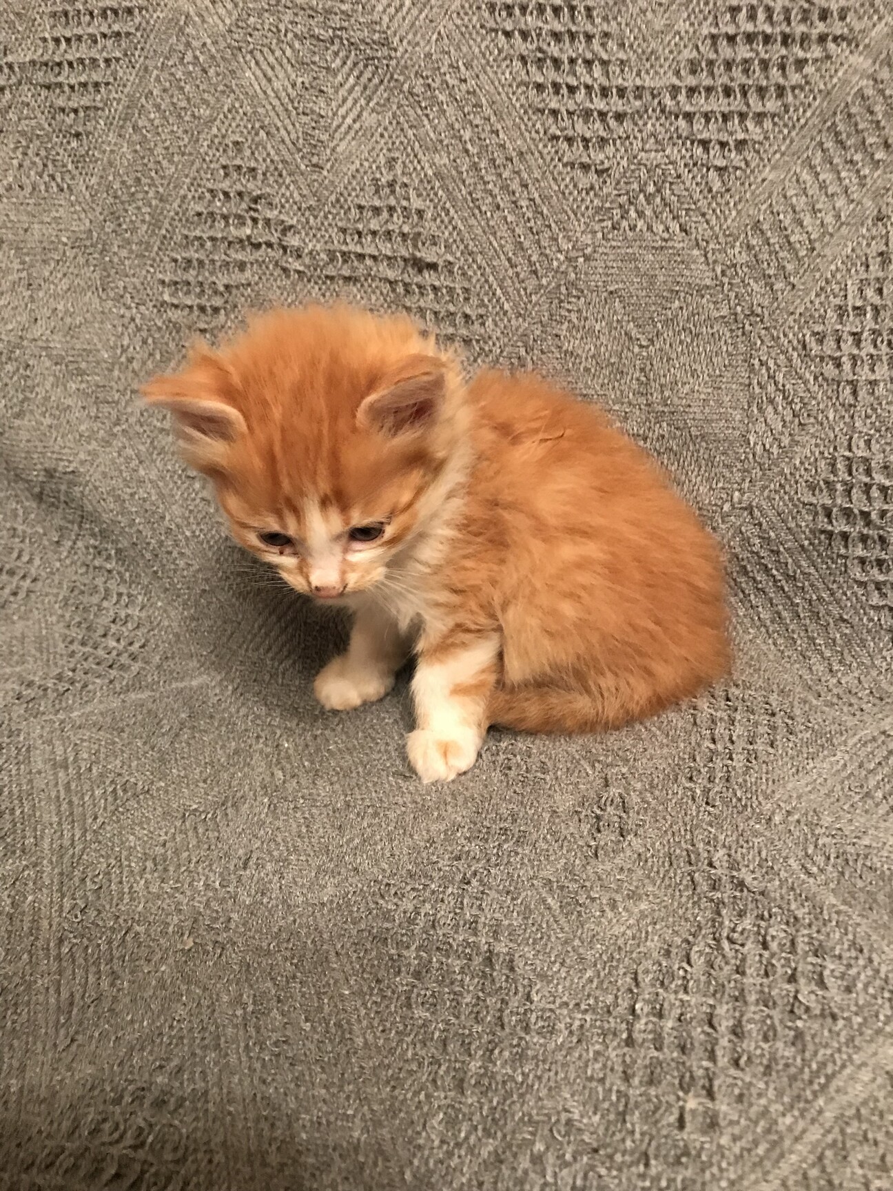 「生後2ヶ月のオス猫」岡山県 - 猫の里親募集(456489) :: ペットのおうち【里親決定25万頭！】