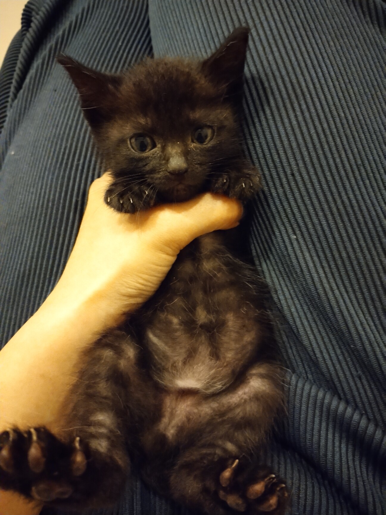 「6月4日★堺市里親会★ぐの」大阪府 - 猫の里親募集(455869) :: ペットのおうち【里親決定25万頭！】